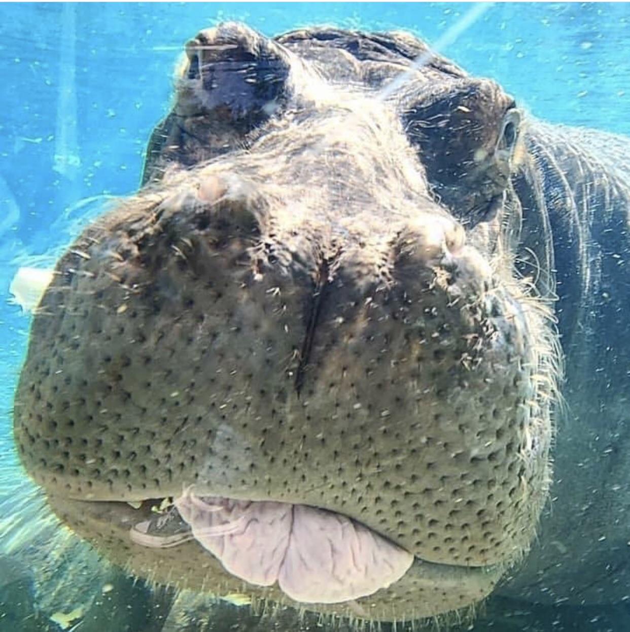 Cute hippo blup. | Scrolller
