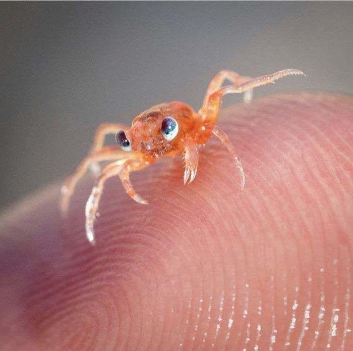 Cute little crab | Scrolller