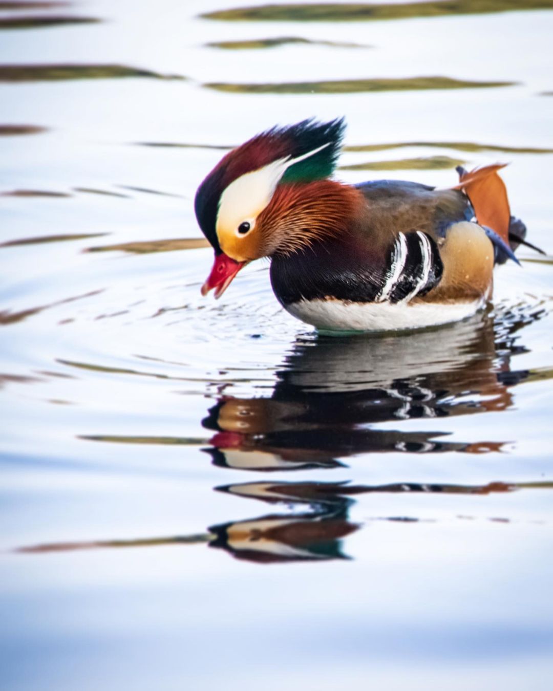 Cute mandarin duck at West Lake, Hangzhou | Scrolller
