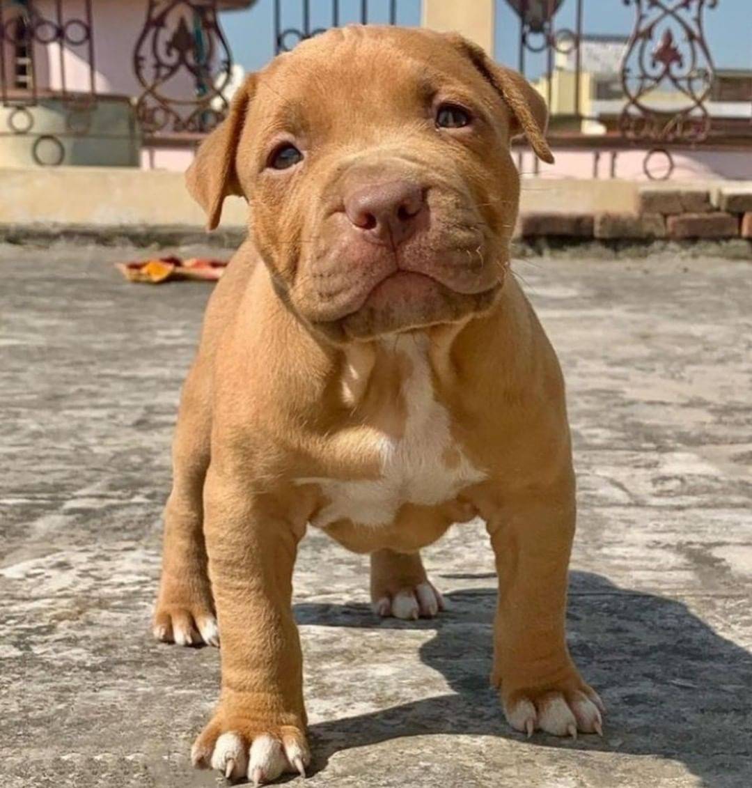 Cute pit with a smile | Scrolller