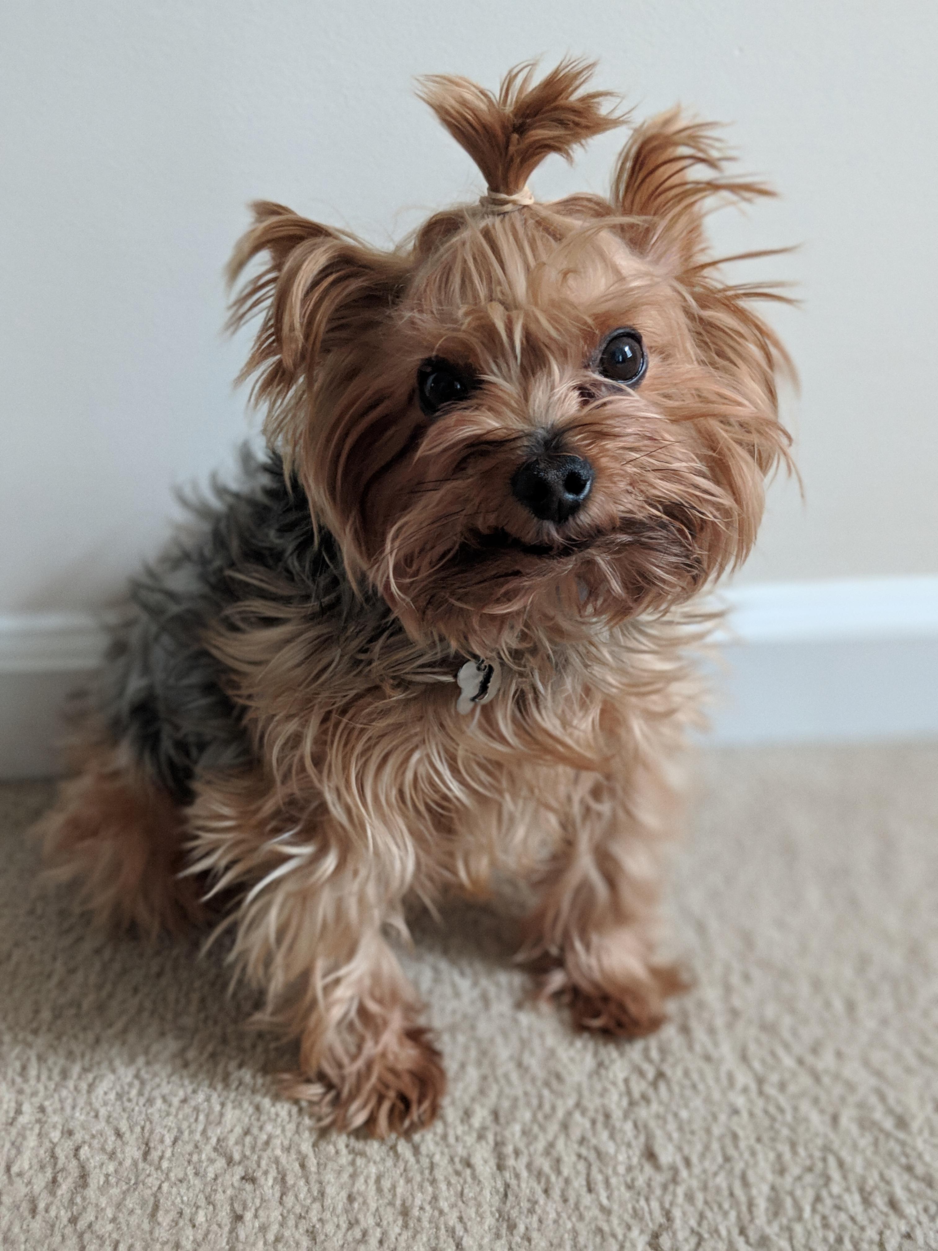 cute pupper does a proper sit | Scrolller