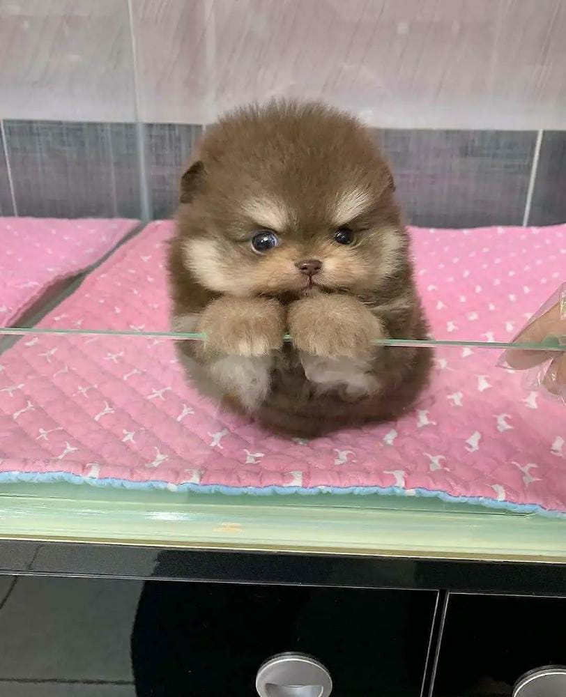 Cutee Hooman | Scrolller