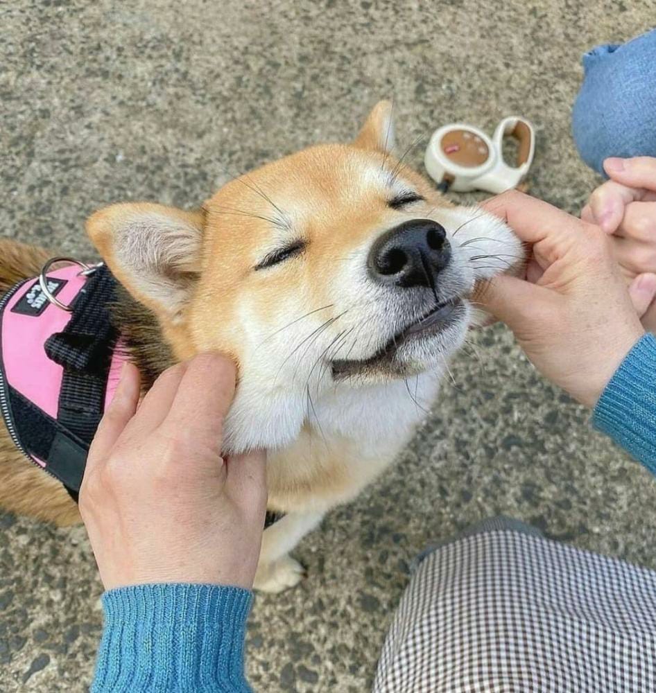 Cuteness Alert Scrolller