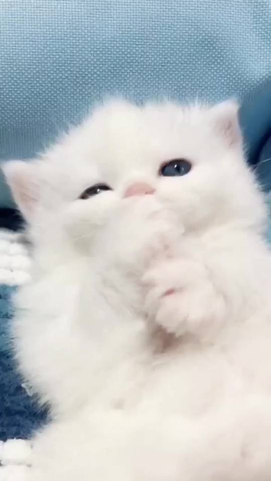 Cuteness Overloaded | Scrolller