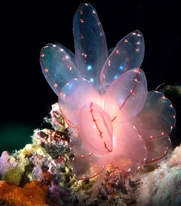 Cyerce Elegans (Sea Slug) from Philippines by Luko GR | Scrolller