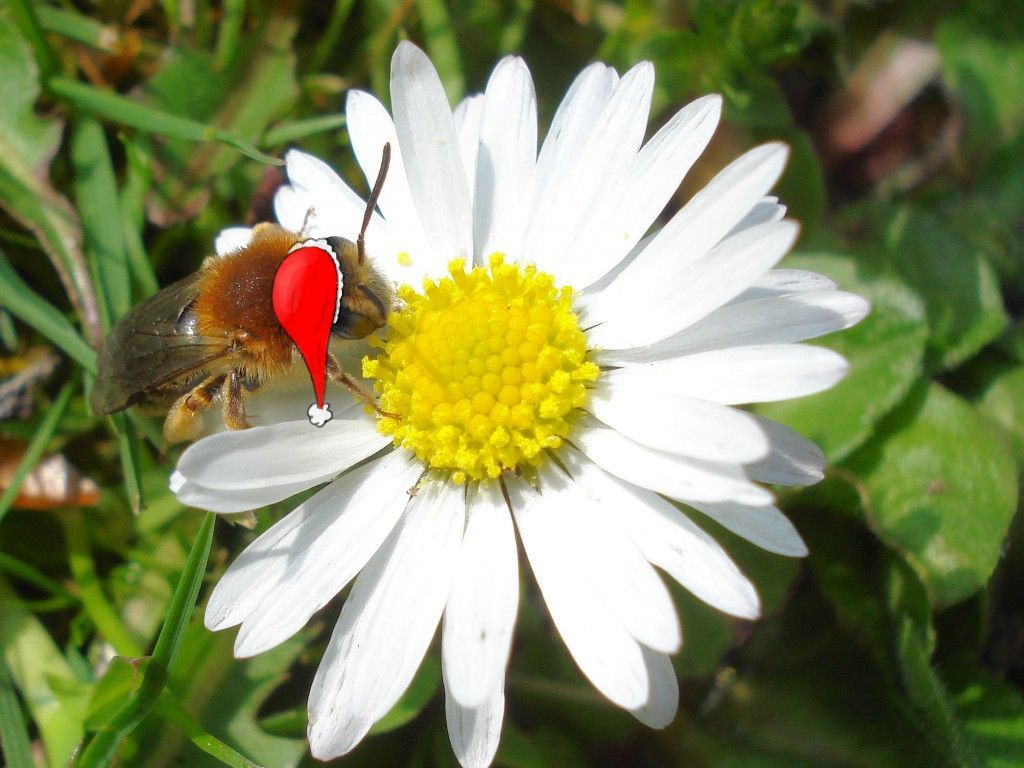 Daily Christmas Bee #7 | Scrolller