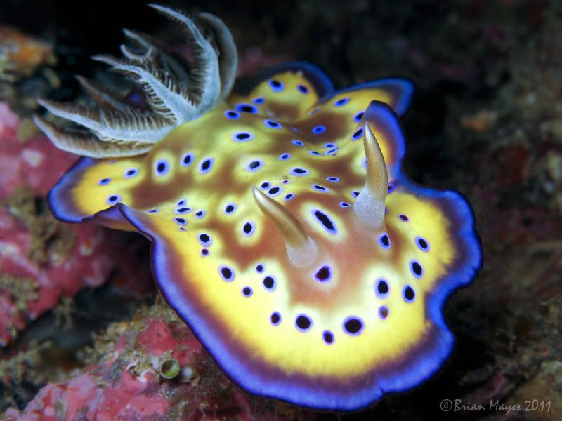 Daily Sea Slug #3: Chromodoris kuniei | Scrolller
