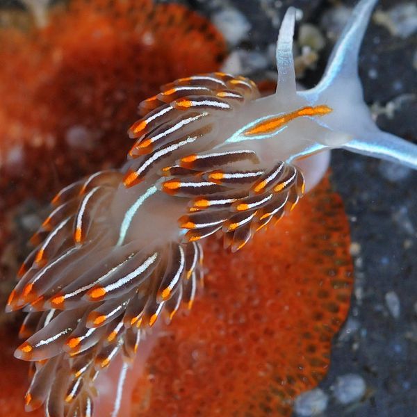 Daily Sea Slug #7: Hermissenda crassicornis | Scrolller