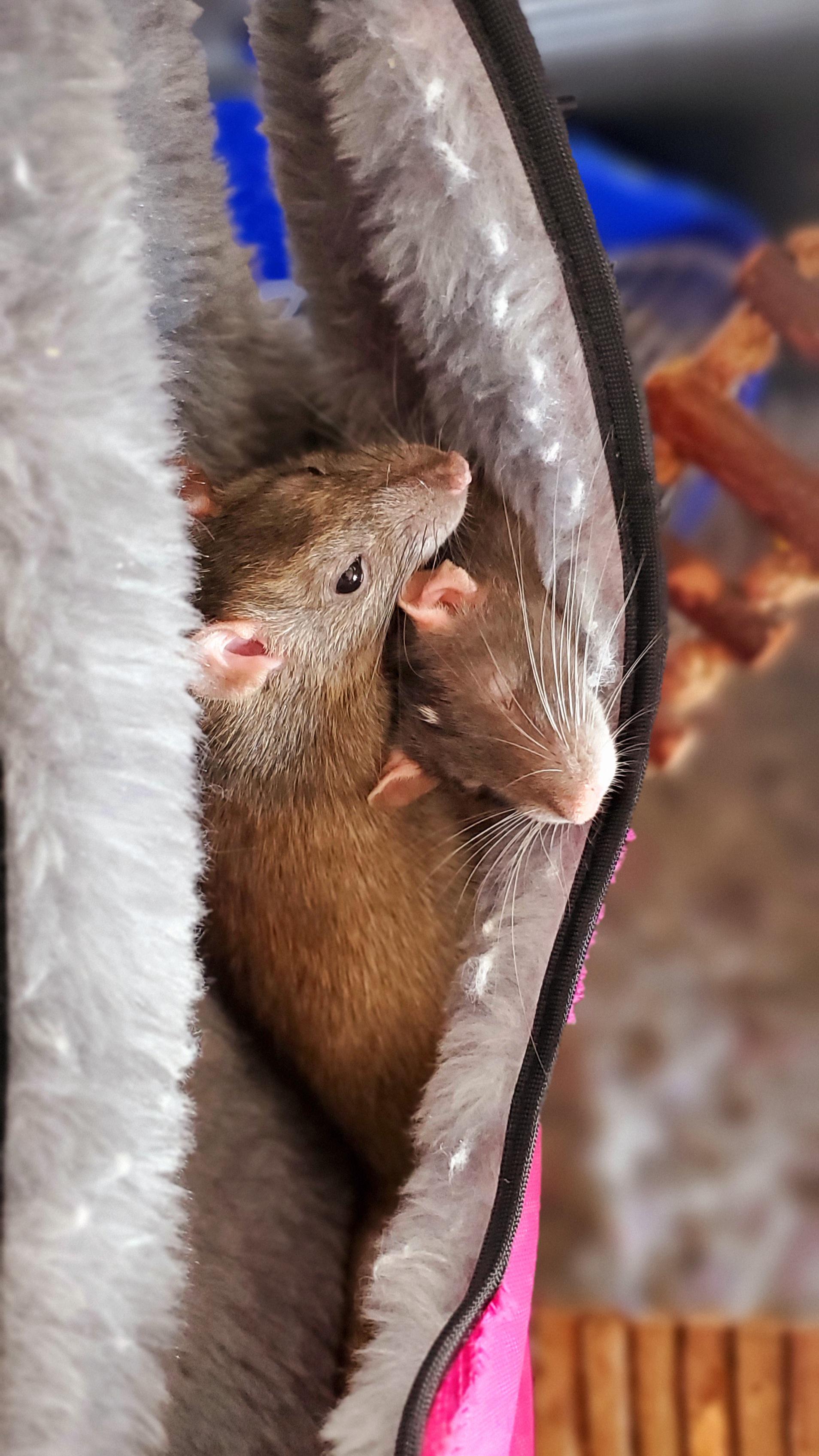 Daisy keeping her sleepy sister Peach warm 🥰 | Scrolller