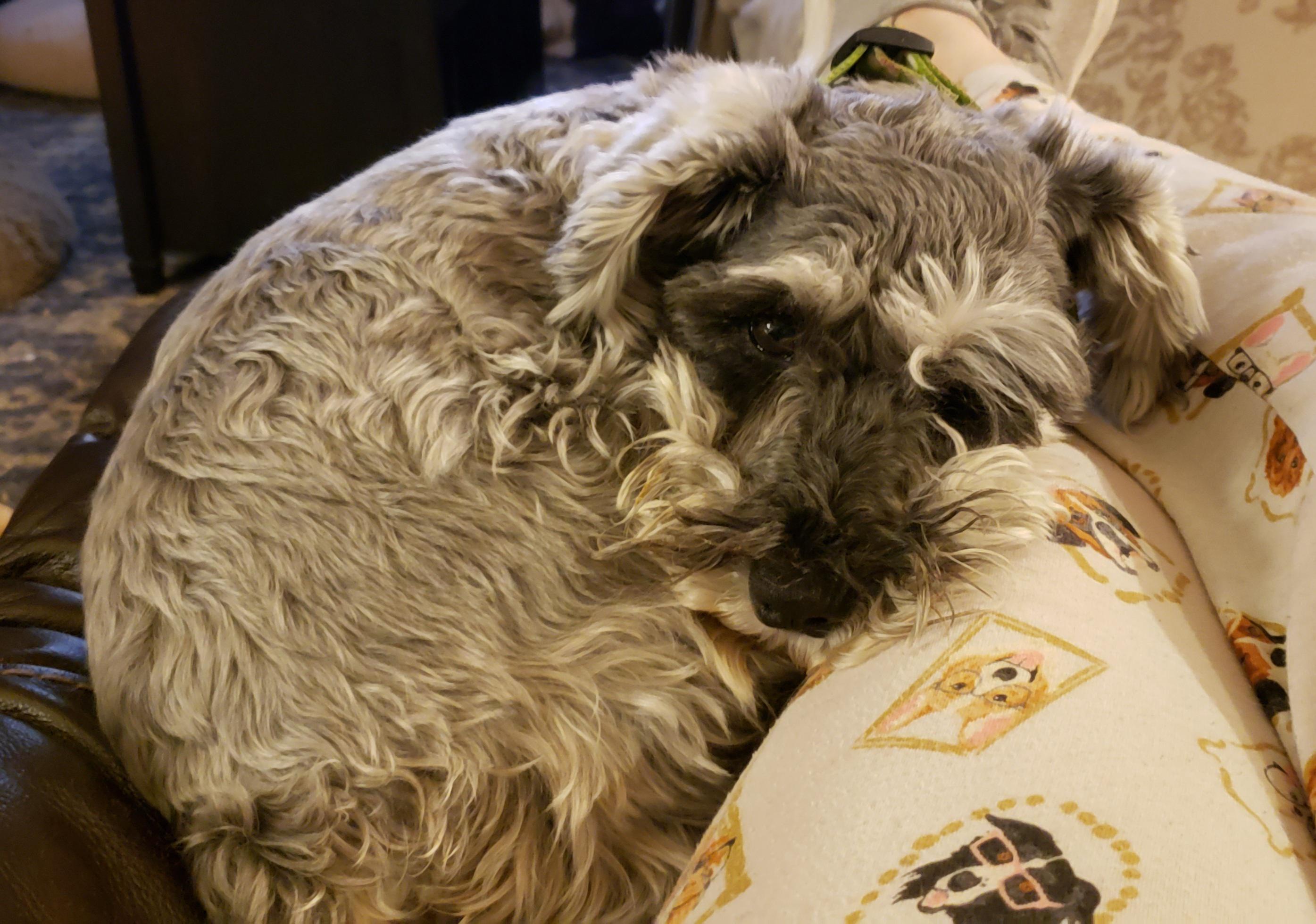 Daisy the snuggle bug | Scrolller