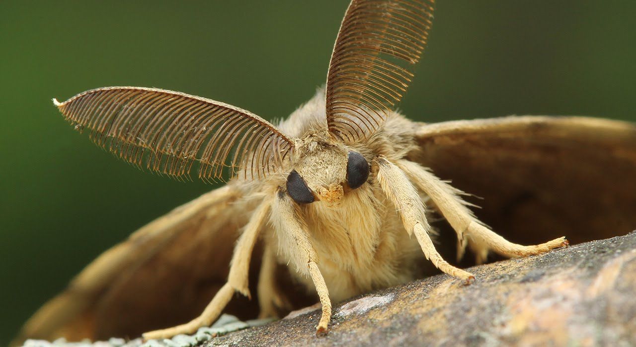 Damn this is a moth?? | Scrolller