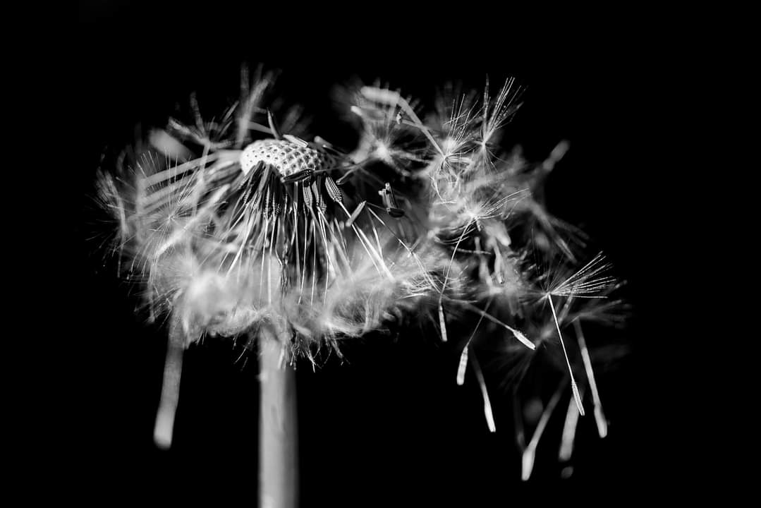 Dandelion fallen | Scrolller