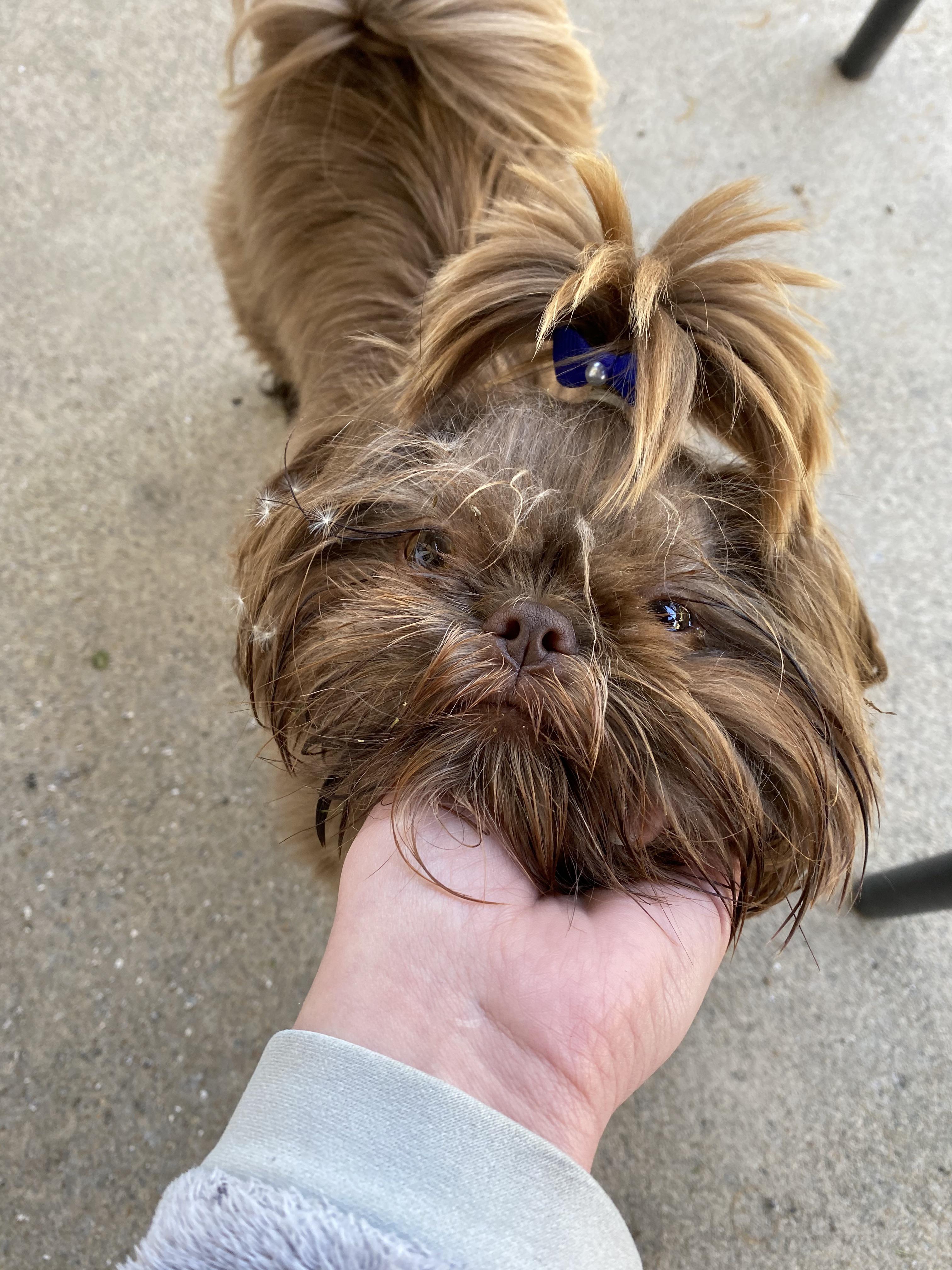 Dandelions for a dandy lion dog! | Scrolller