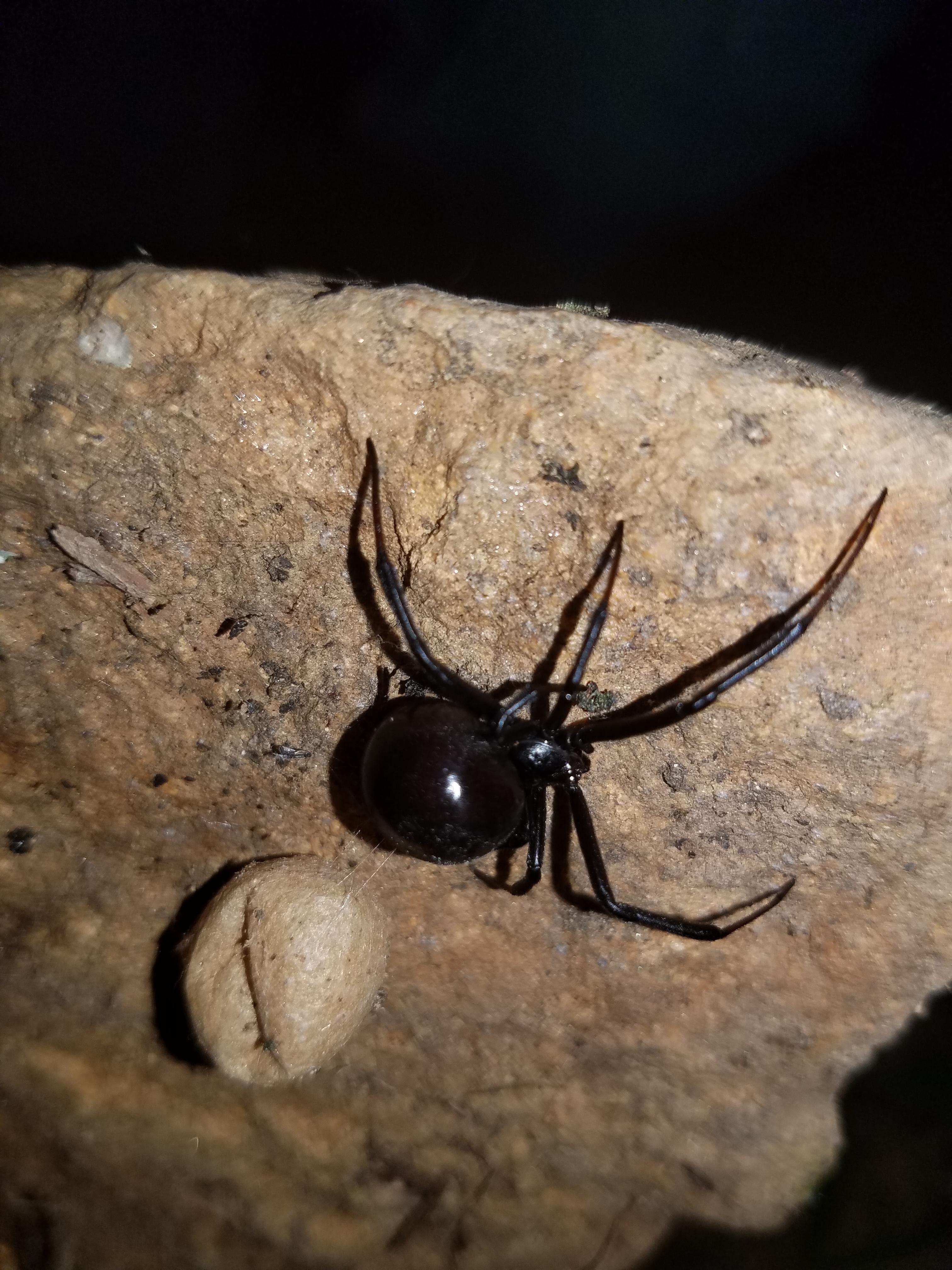 Dangerus spoder | Scrolller