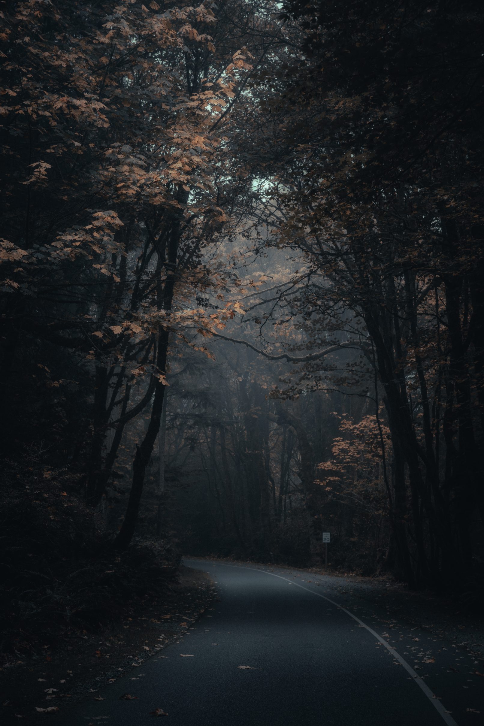 Dark Forest | Scrolller