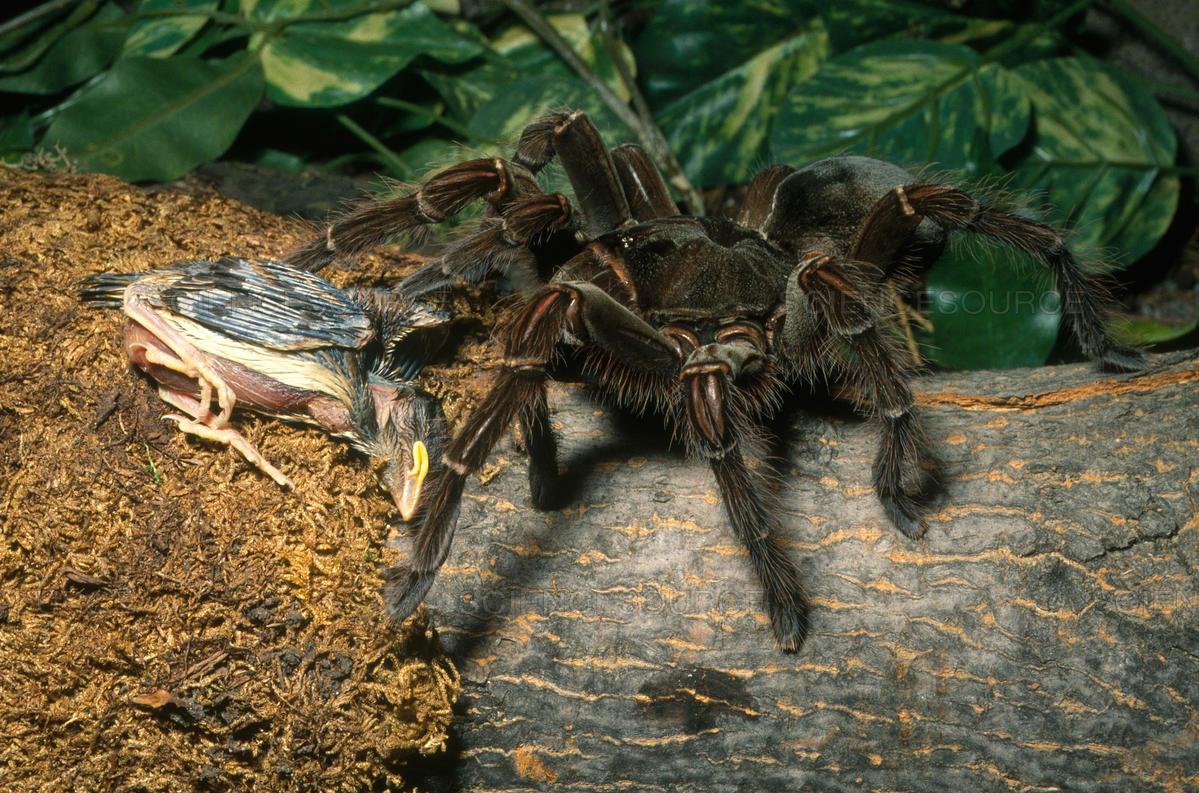 day 11 of posting spiders/tarantulas (goliath birdeater having a meal) | Scrolller