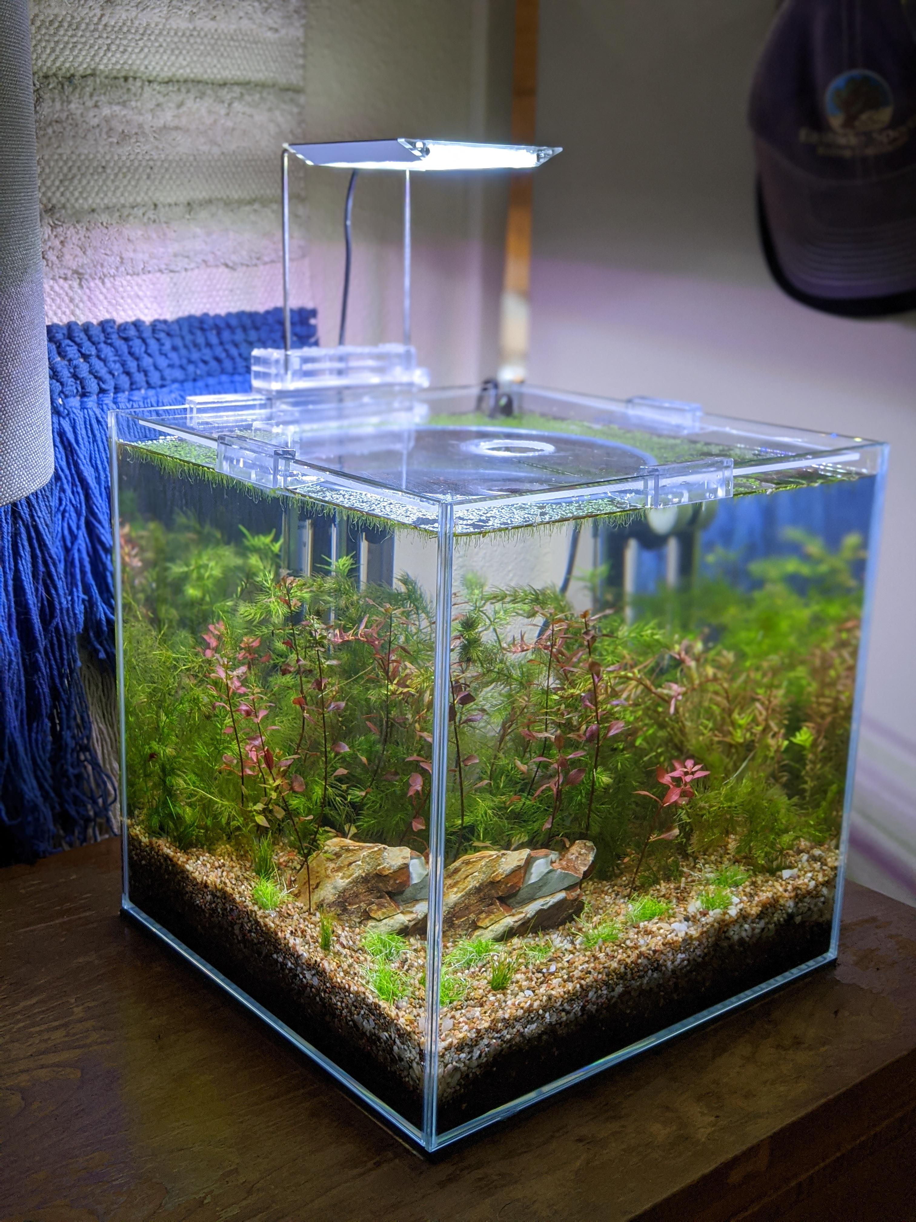 Day 17 of my first Walstad tank (7.1 gallon) | Scrolller