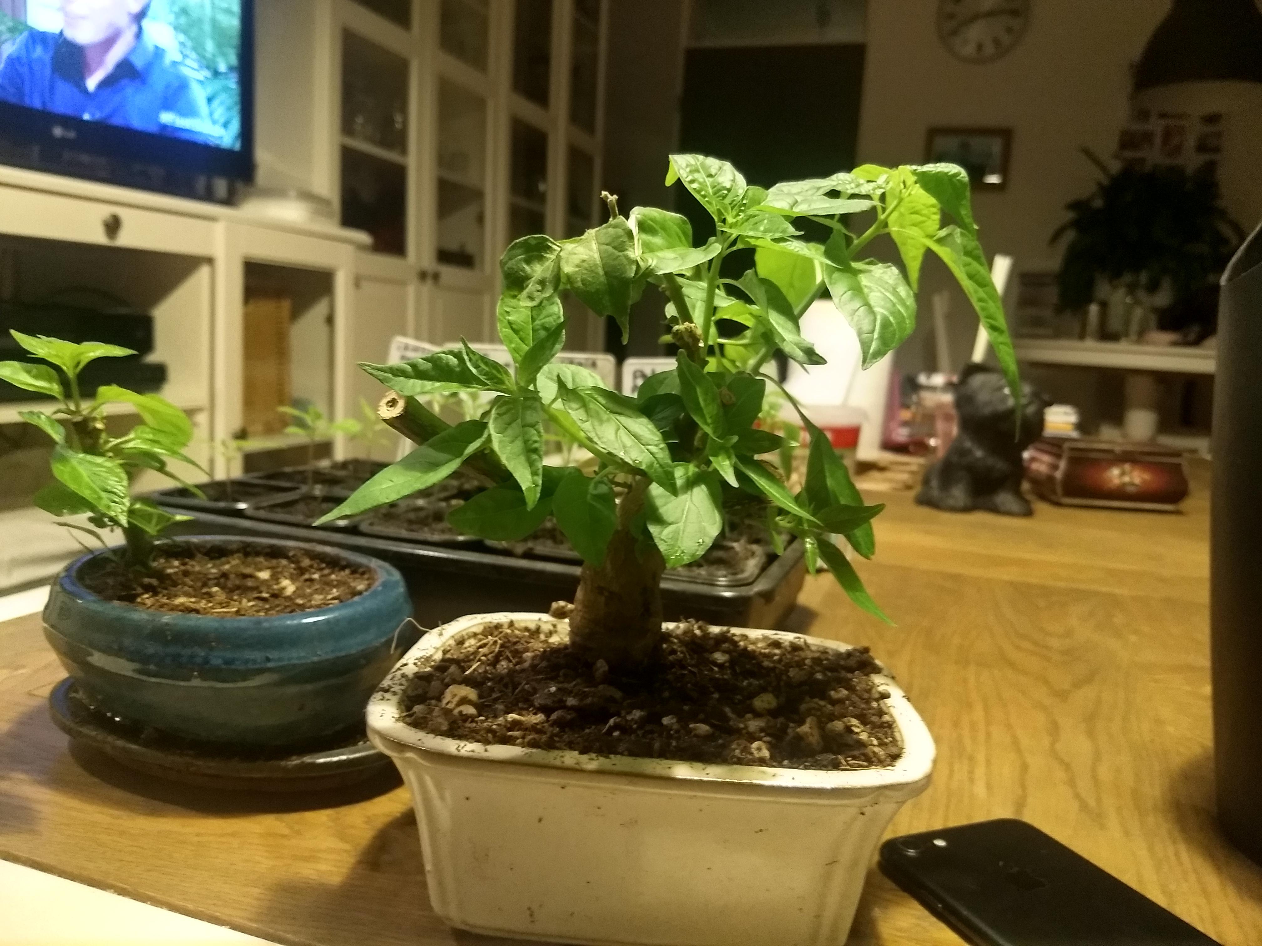 Day 18 my first bonchi is taking off 😁 | Scrolller