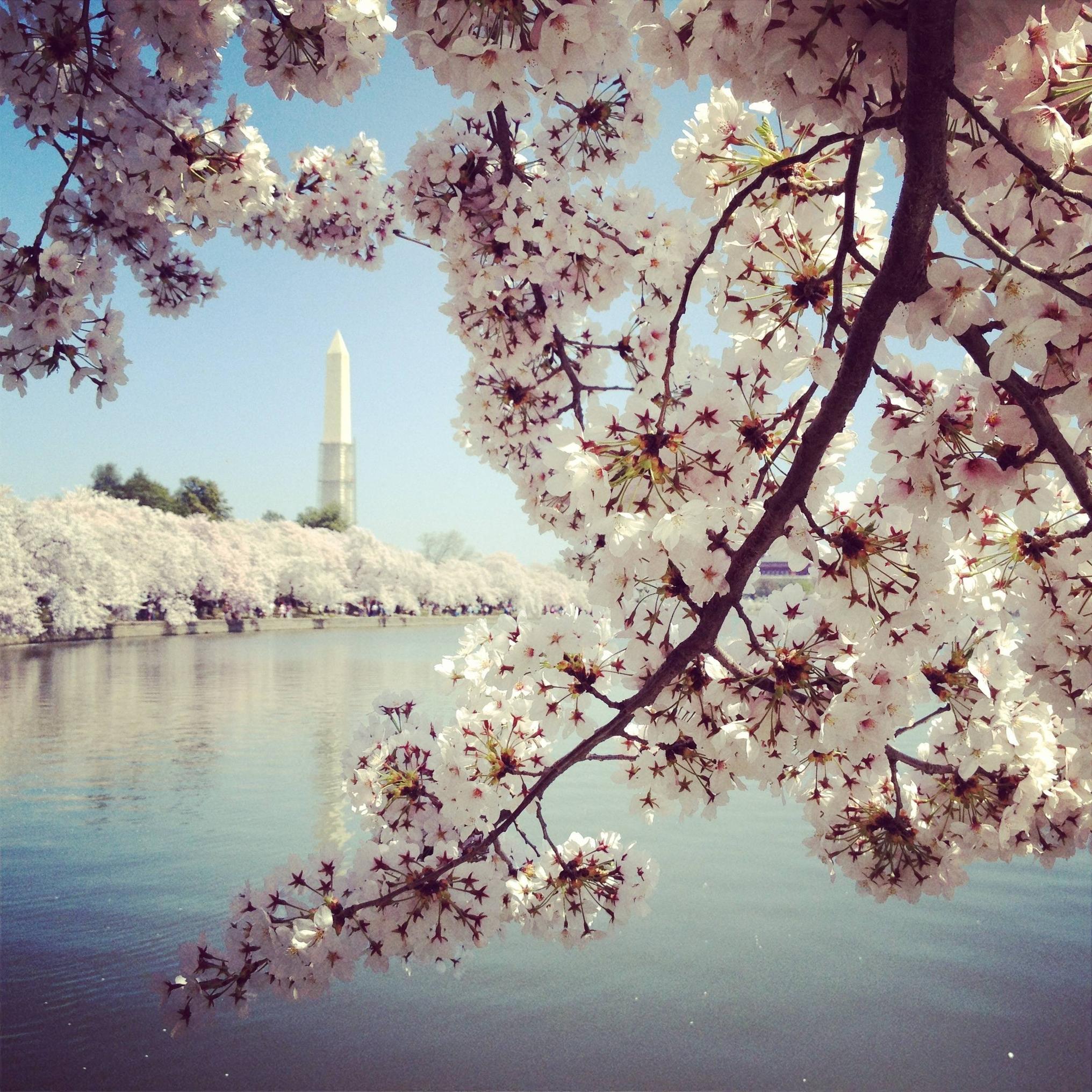 DC Cherry Blossoms | Scrolller