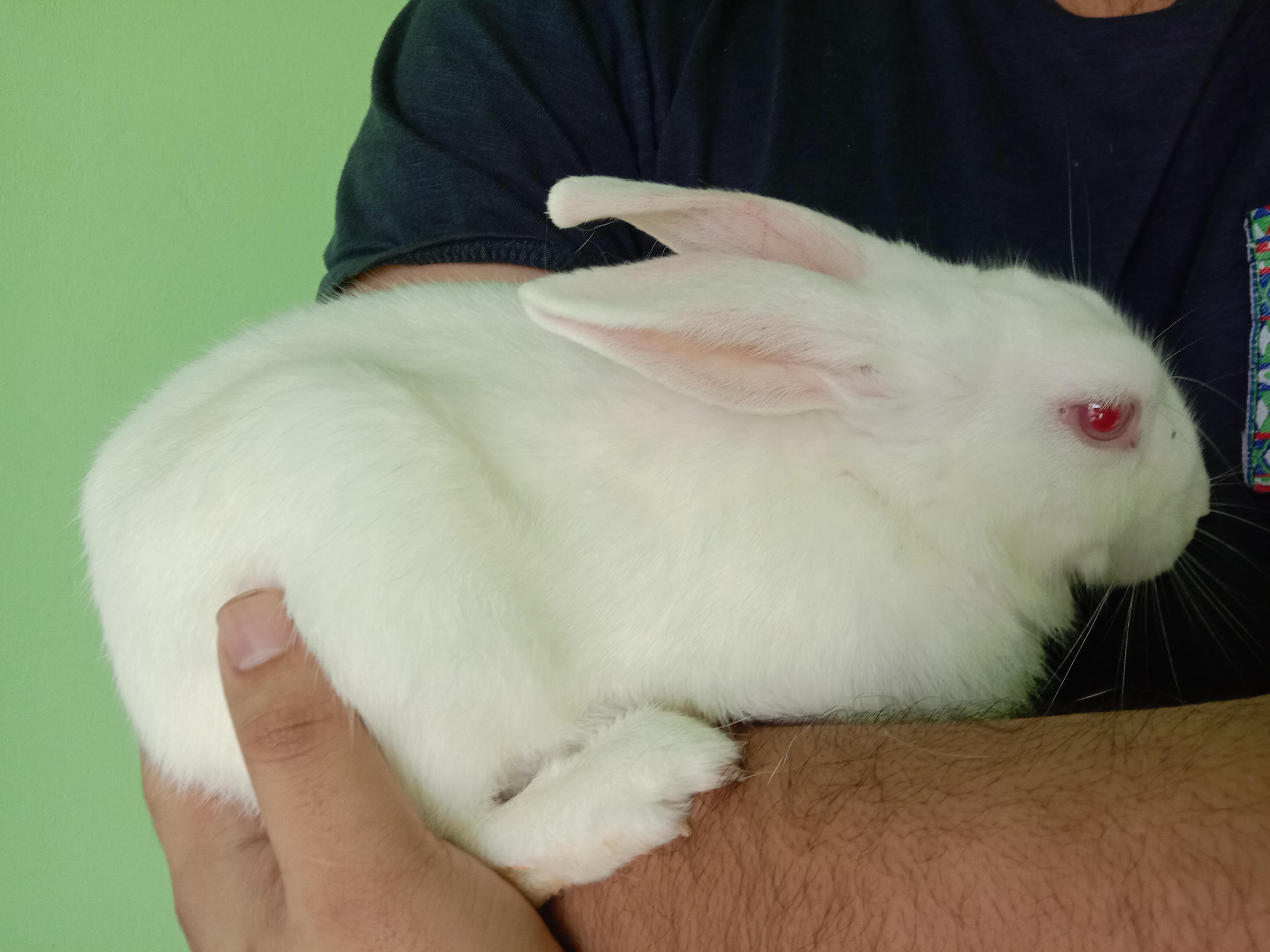 Dear cute bunny | Scrolller