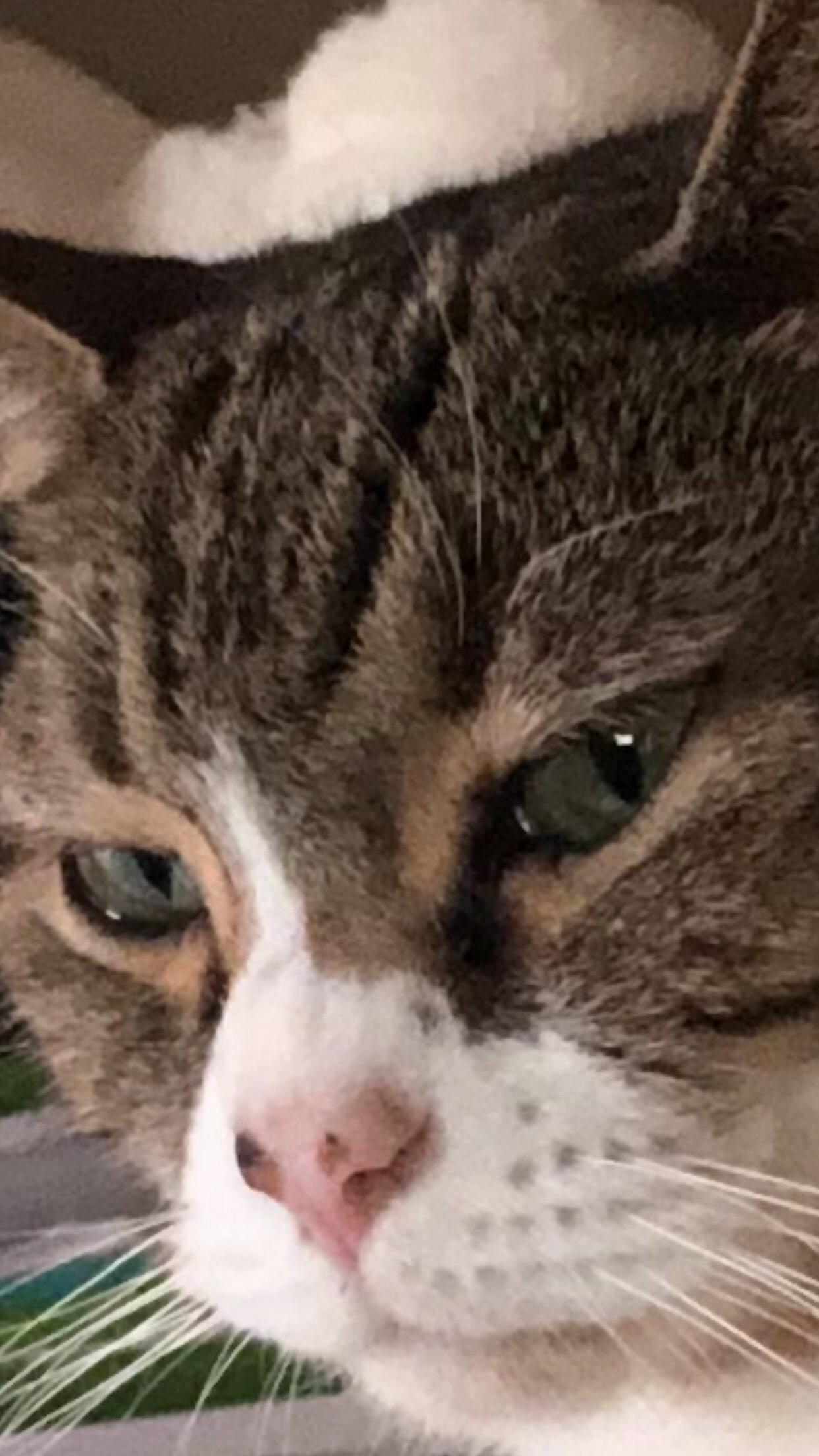 Death Stare | Scrolller