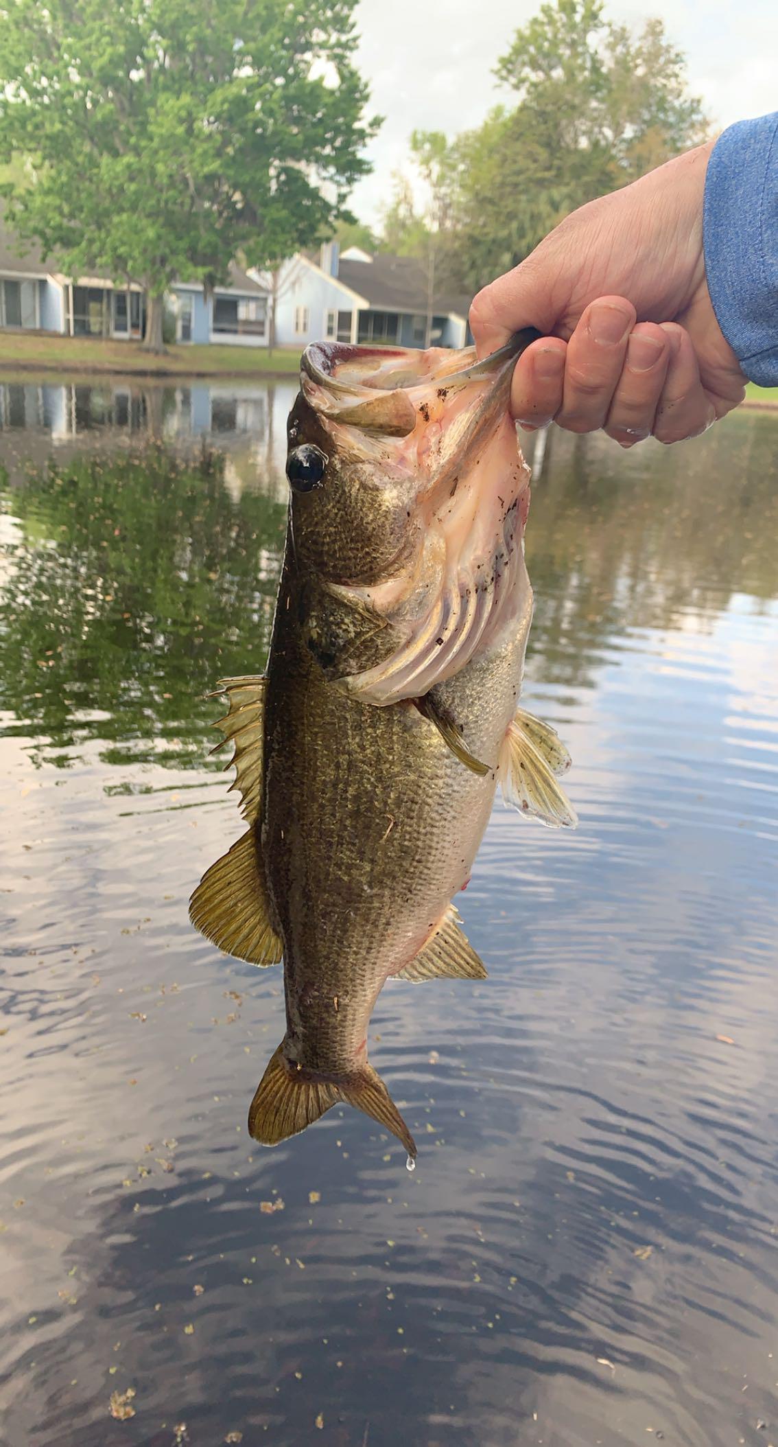 Decent first bass of the year. | Scrolller