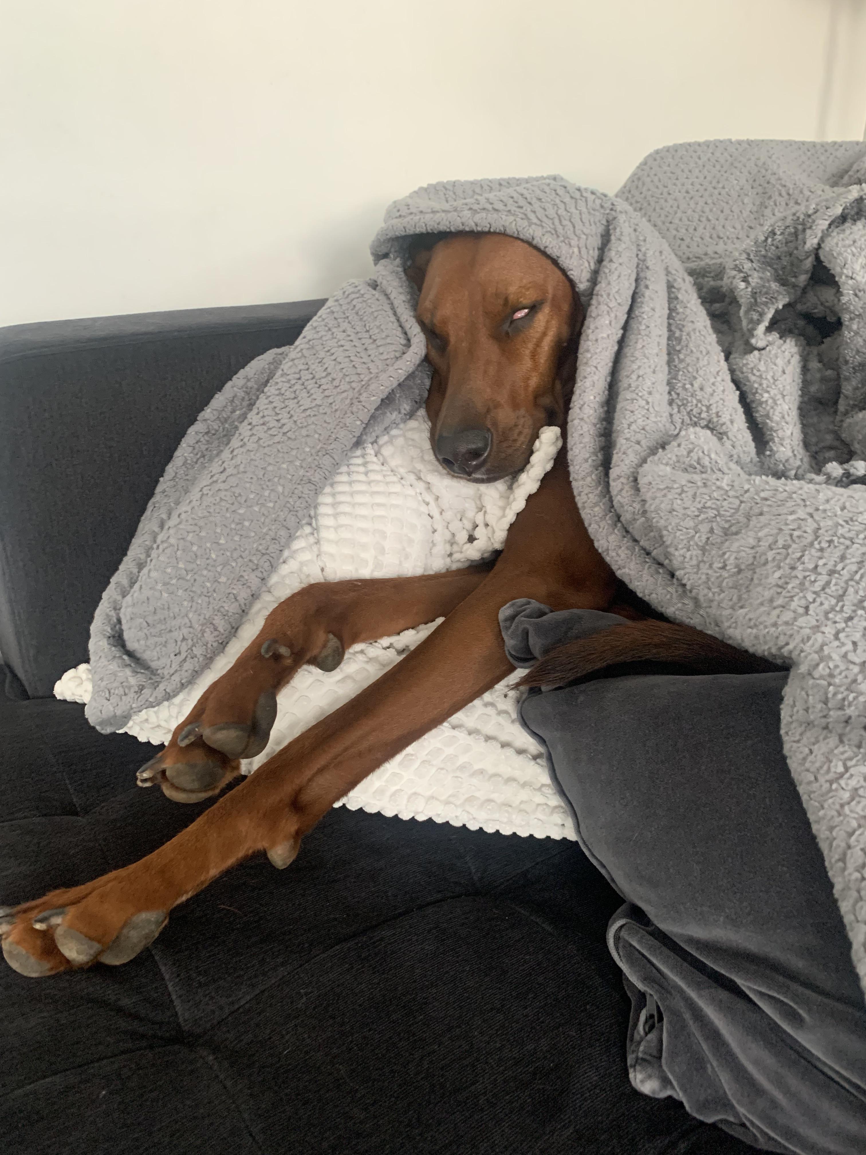 Demon pearl | Scrolller