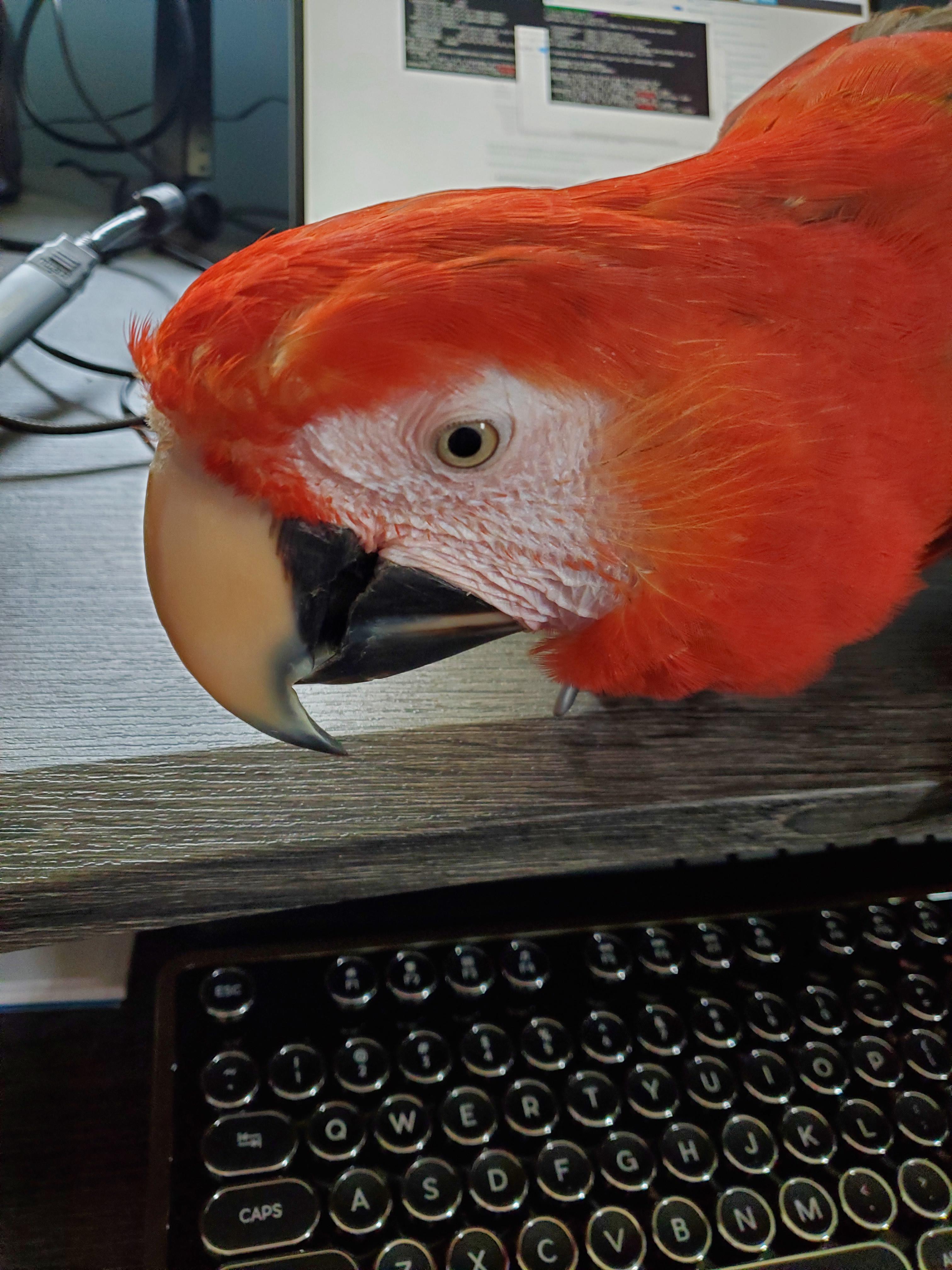 Derps do not understand working hours, and mine decided to climb down and be a distraction today ...