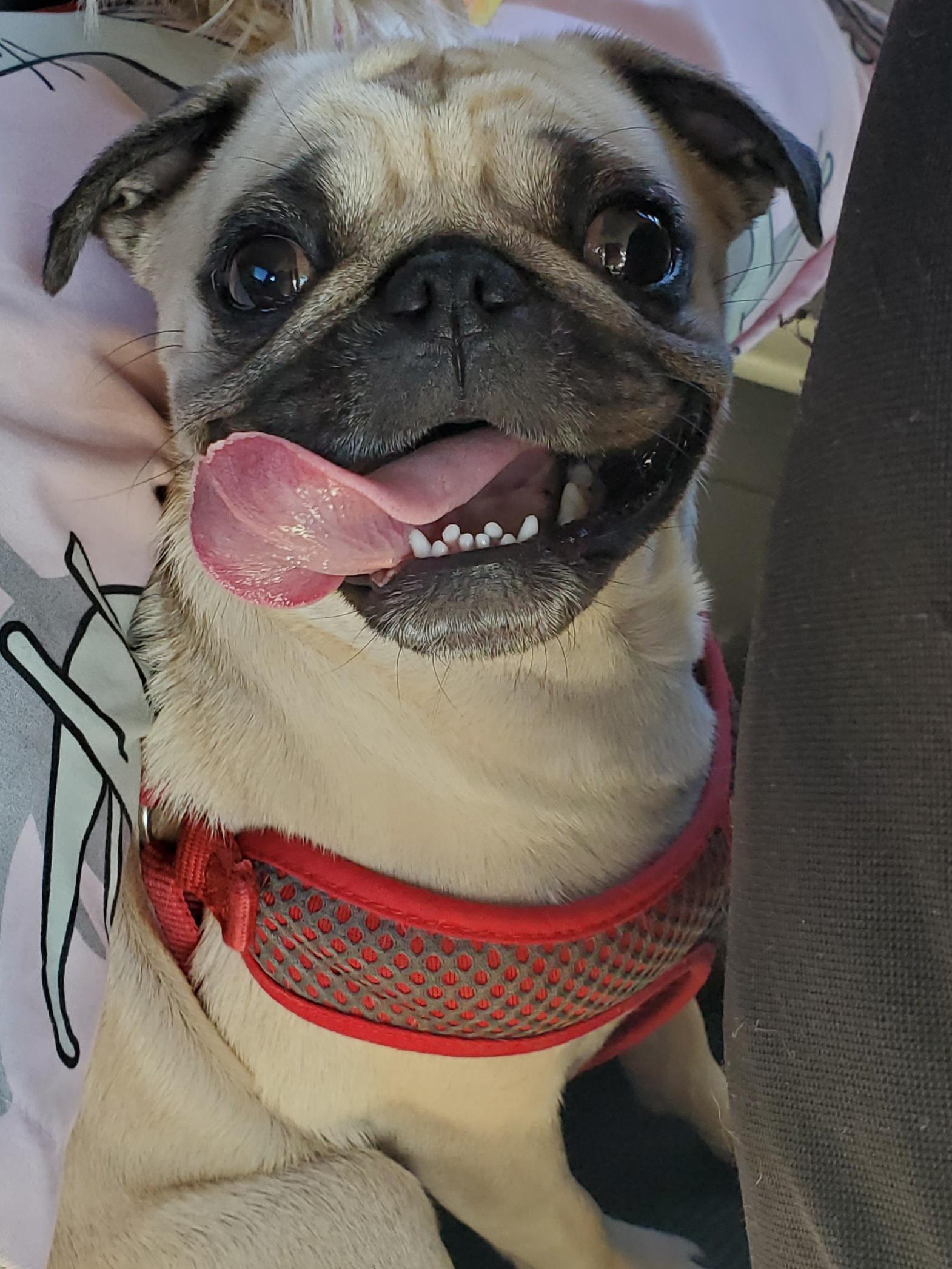 Derpy enough? | Scrolller