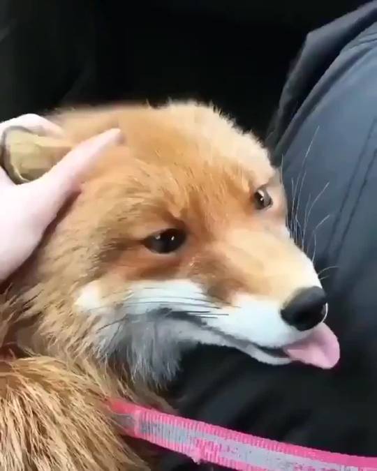 Derpy fox | Scrolller