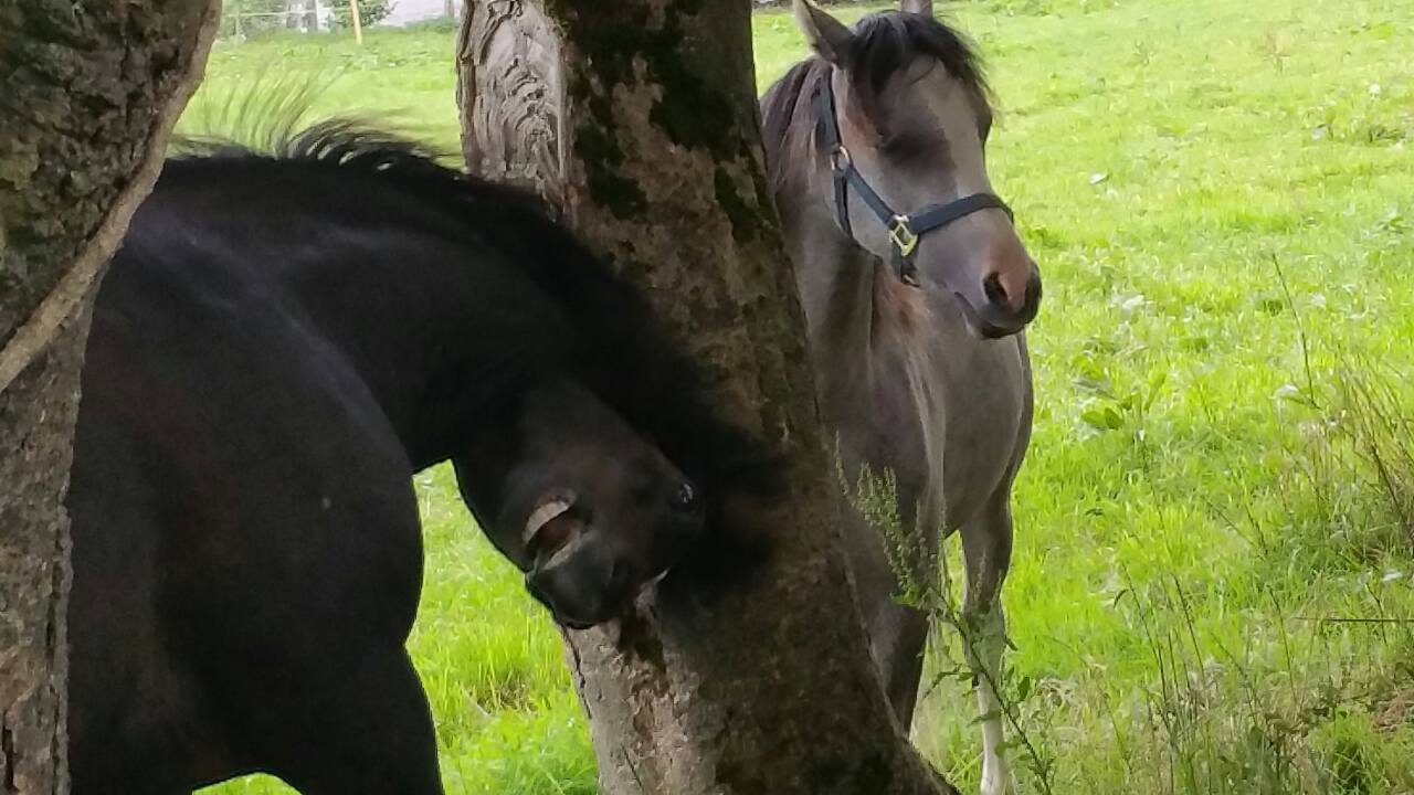 Derpy horse | Scrolller