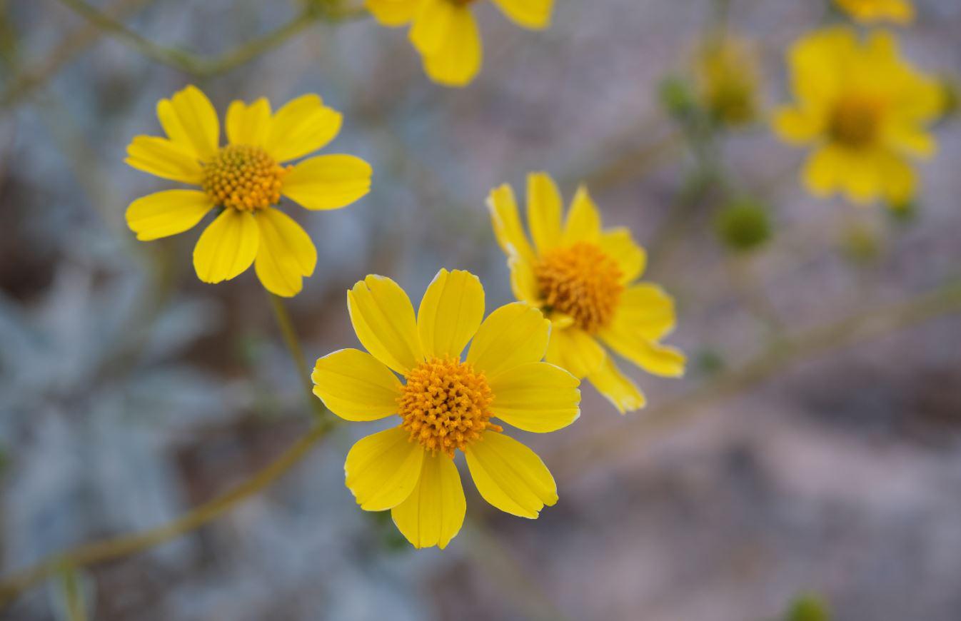 Desert Flowers. Vegas, NV [1346x870] [OC] | Scrolller