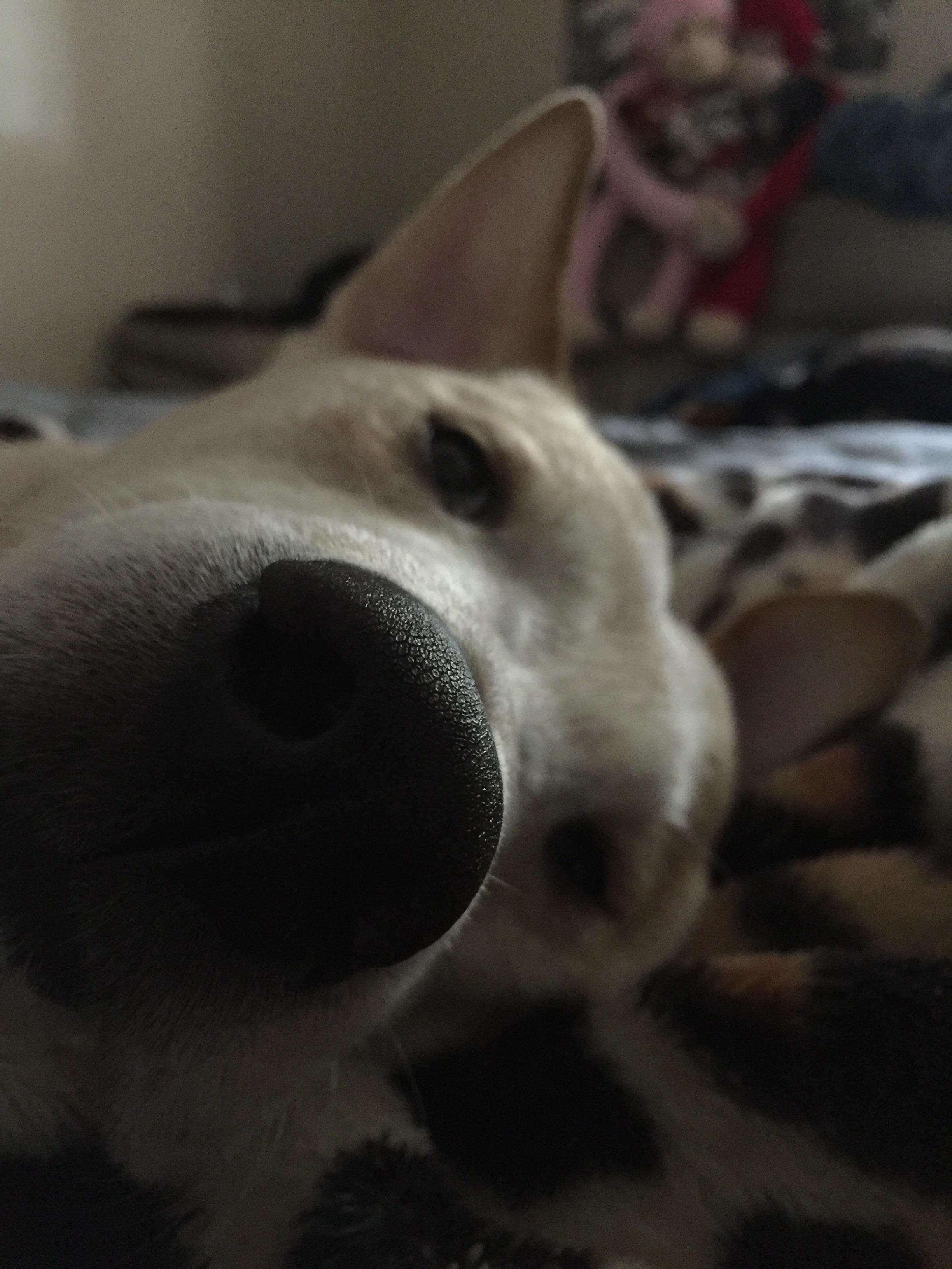 Details of my dogs nose ♥️ | Scrolller