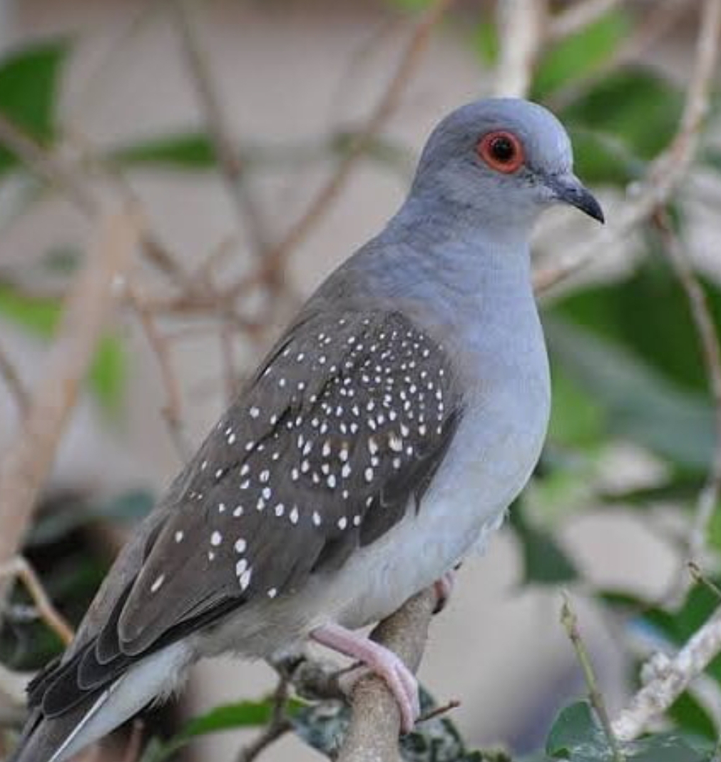 Diamond dove | Scrolller