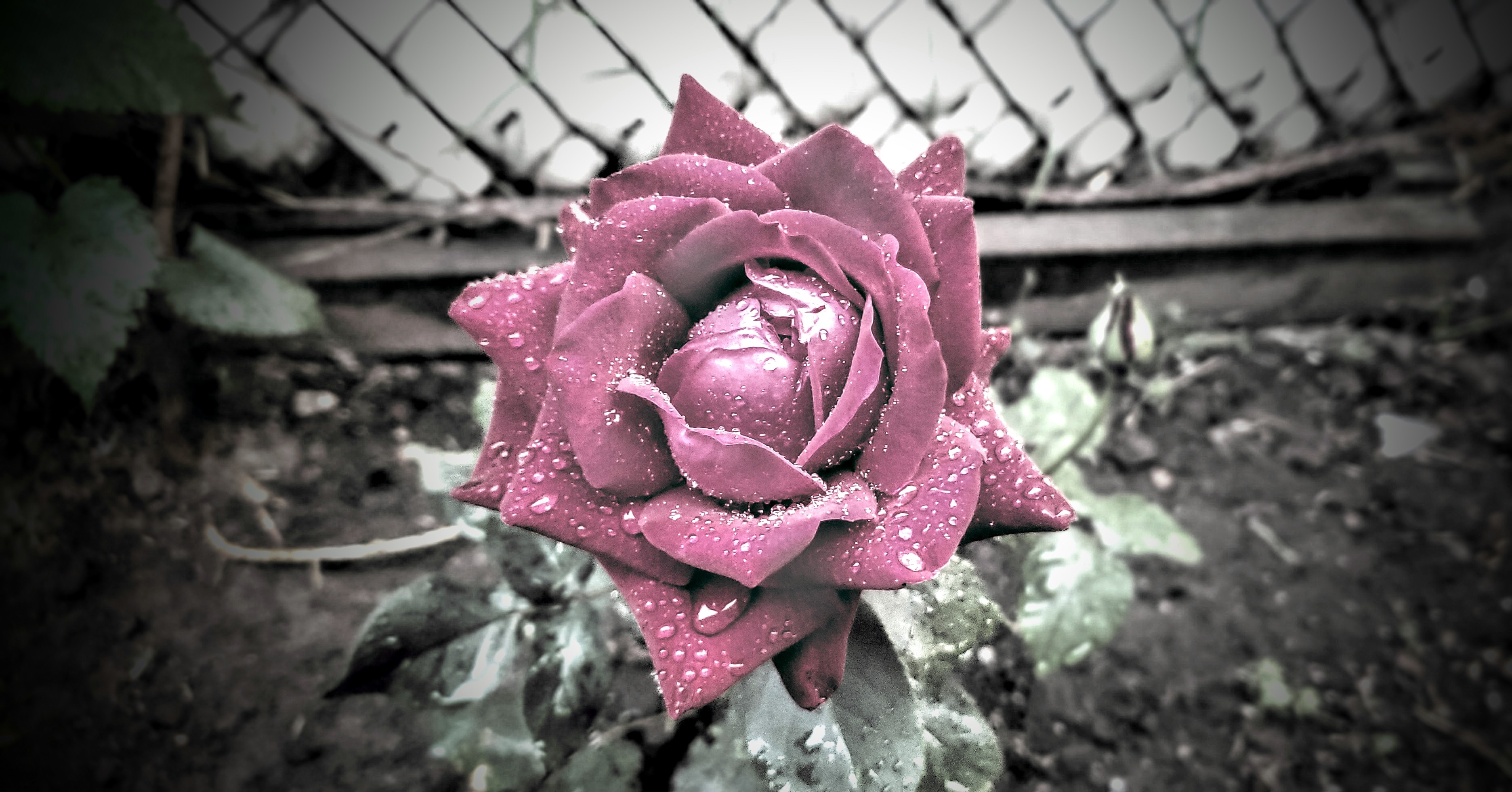 Diamond in the rough | Scrolller