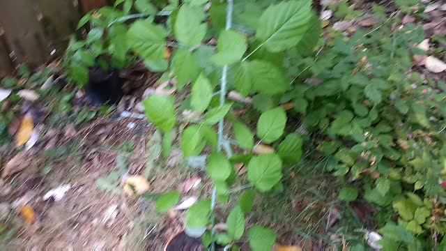 Did I tip layer these black raspberry correctly? | Scrolller