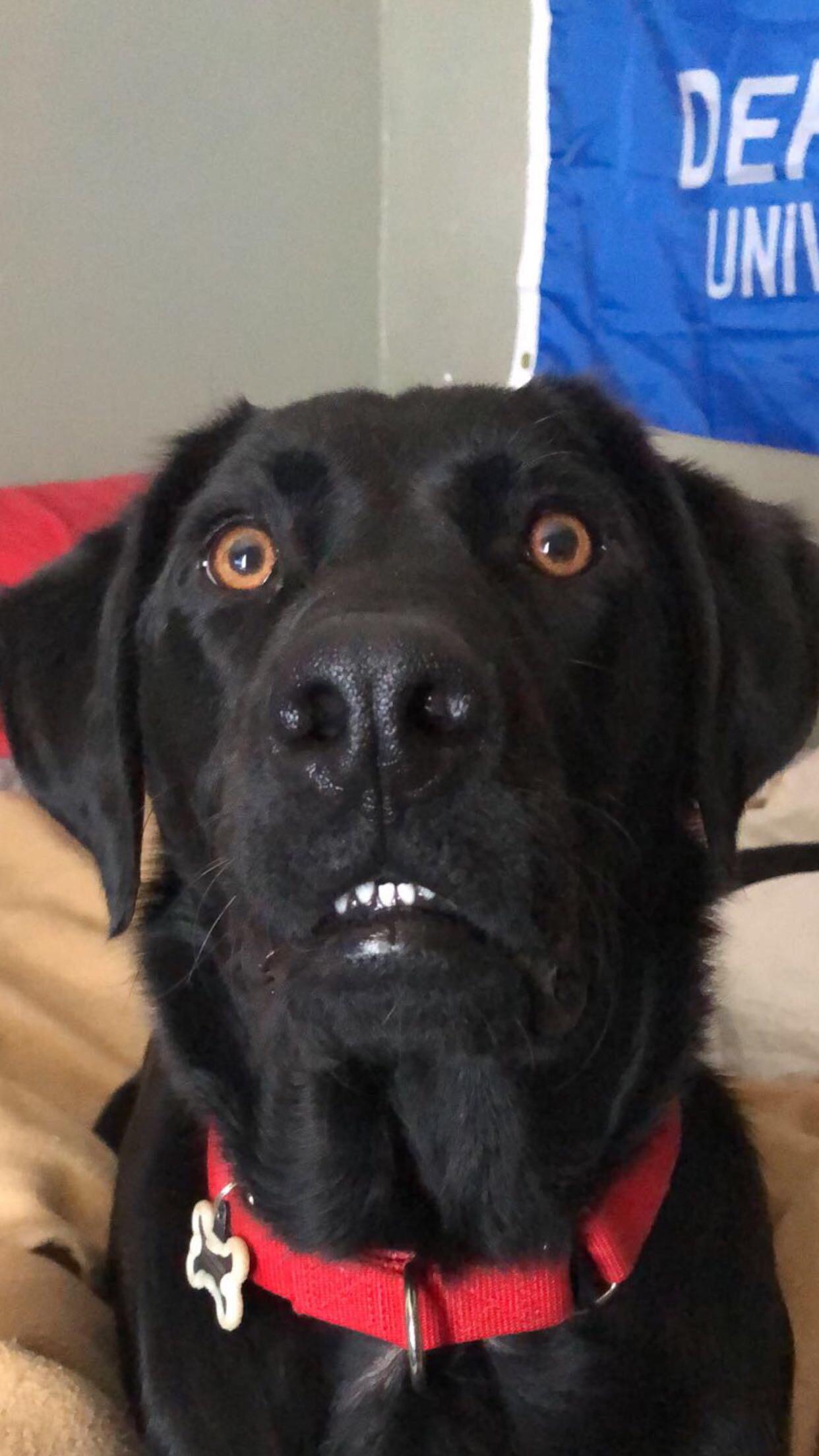 Did you say WALK? | Scrolller