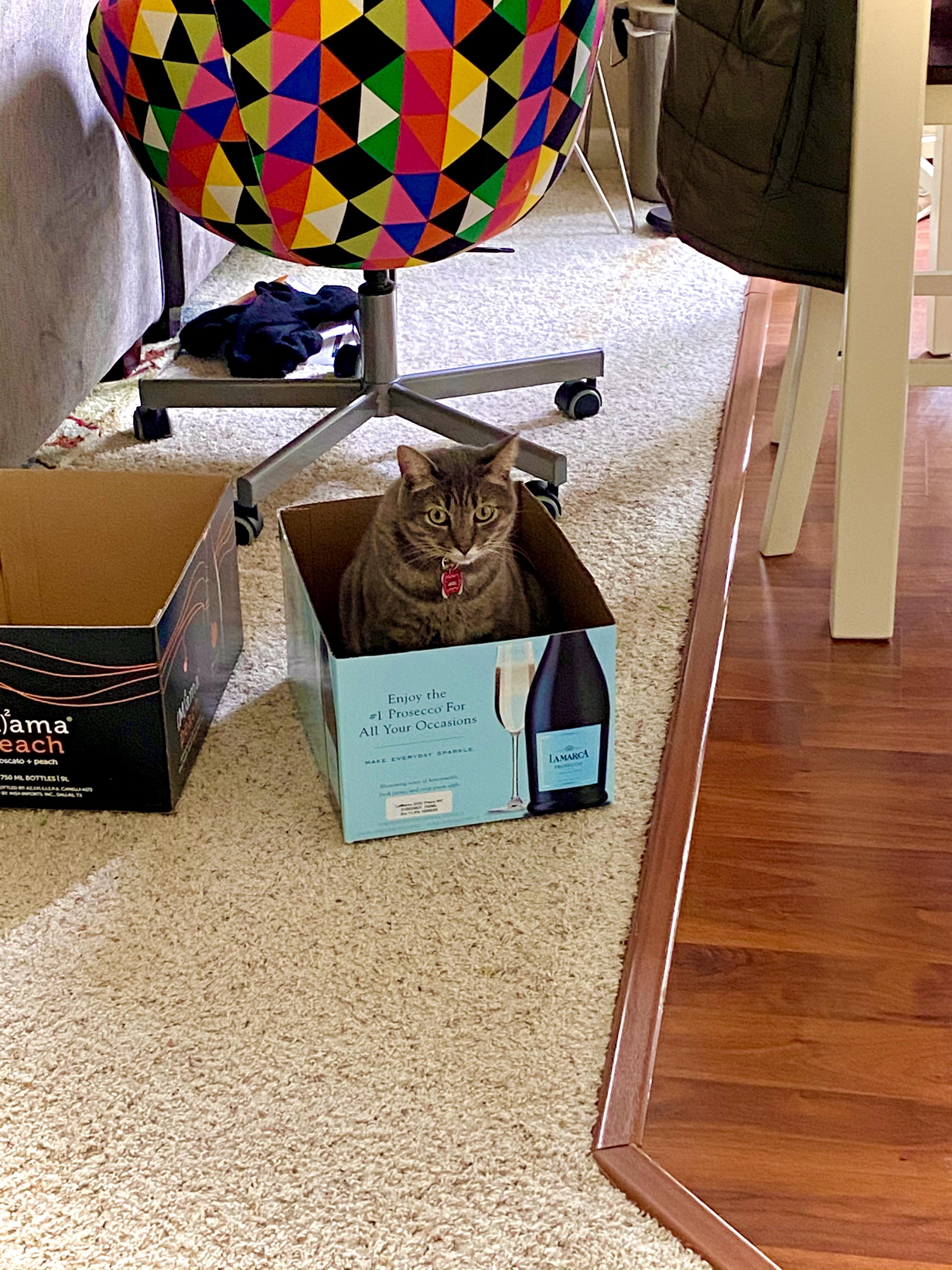 *ding dong* your angelic boxed cat has been delivered to your door | Scrolller