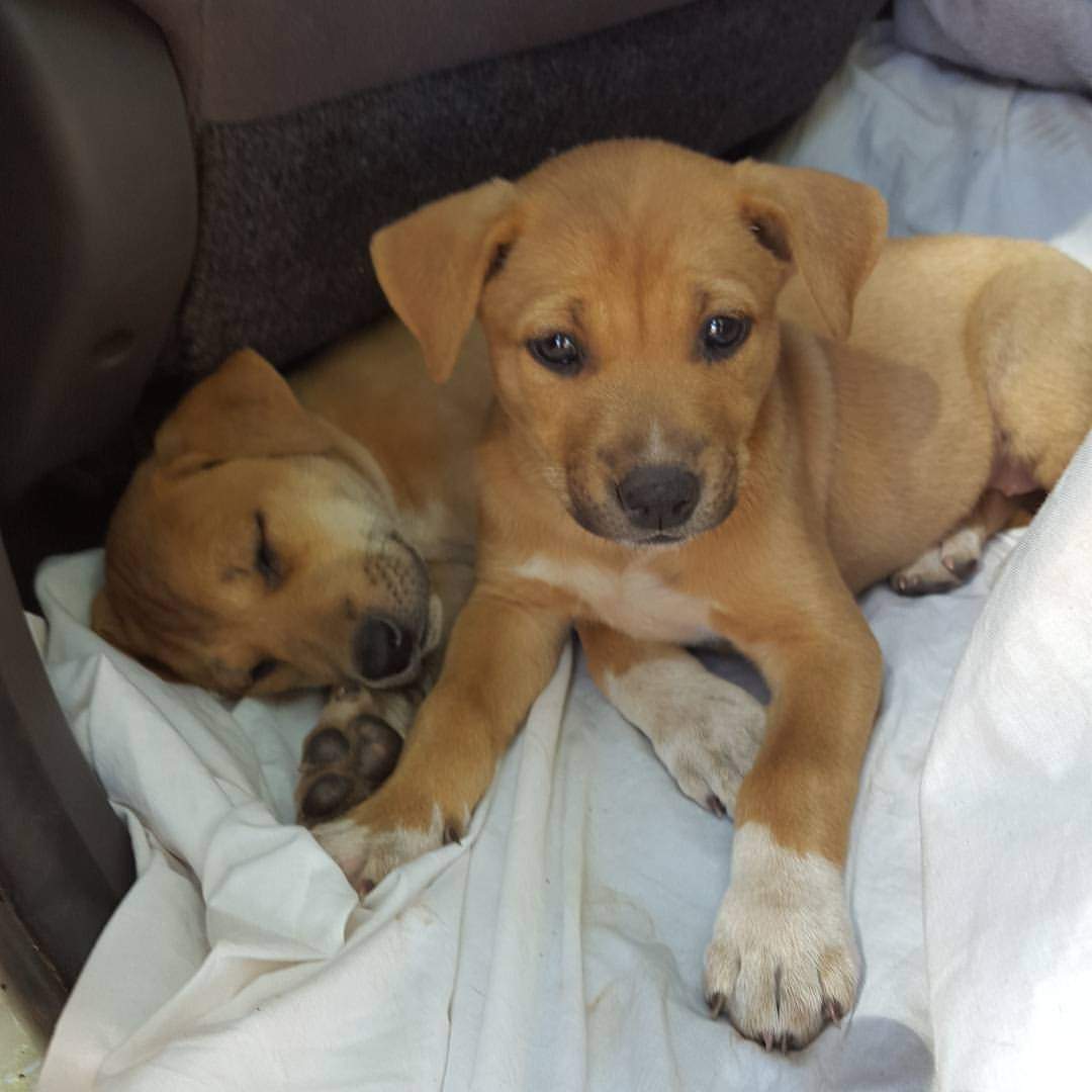 Dingo X Pitbull pups | Scrolller