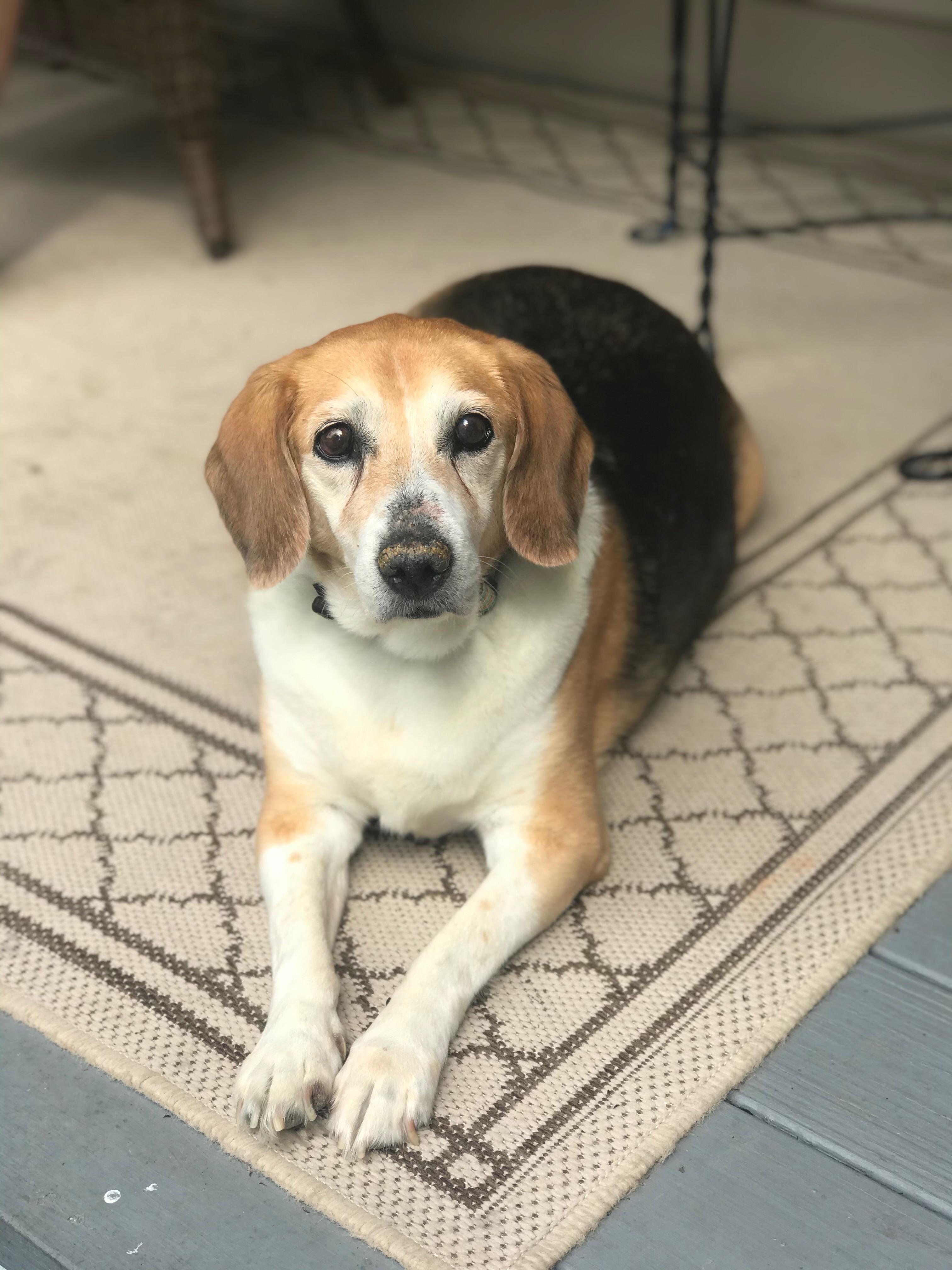 Dis my doggo | Scrolller