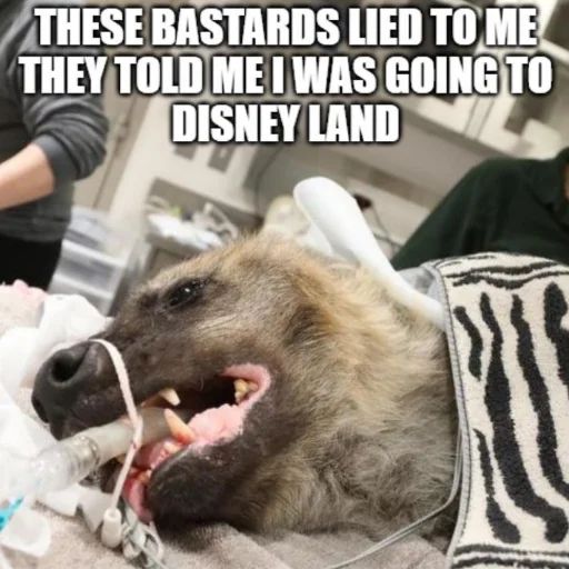 Disney_irl | Scrolller