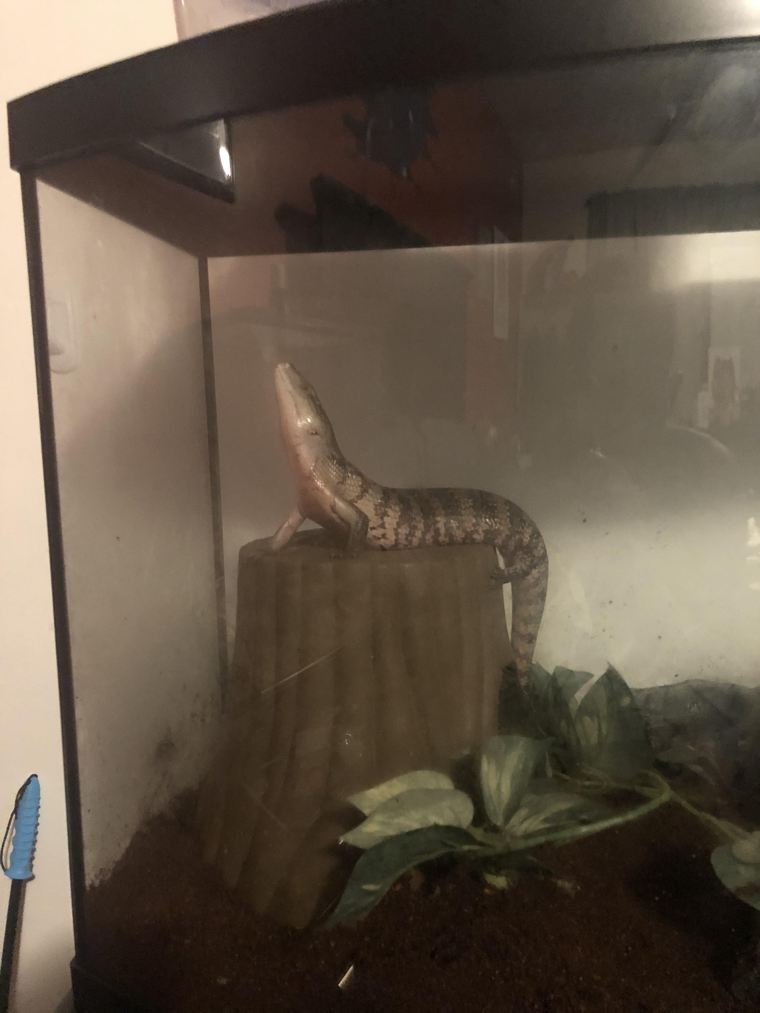 Do lizards get love too | Scrolller