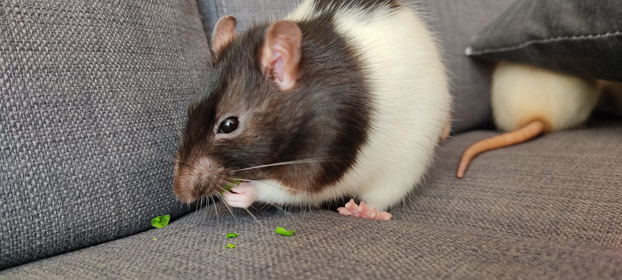 Do you guys eat your peas with or without the peel? | Scrolller
