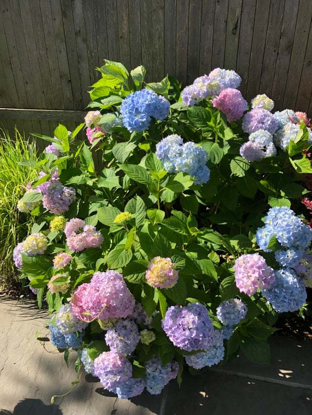 Do you like Hydrangeas? Follow my Hydrangeas page! | Scrolller