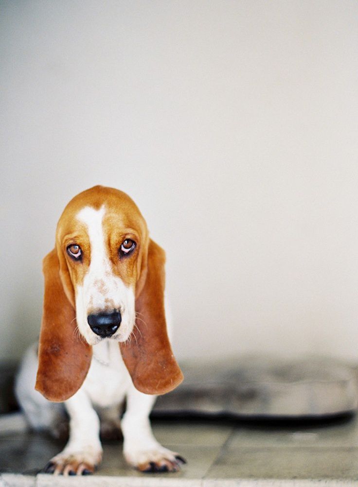 Do your ears hang low? | Scrolller