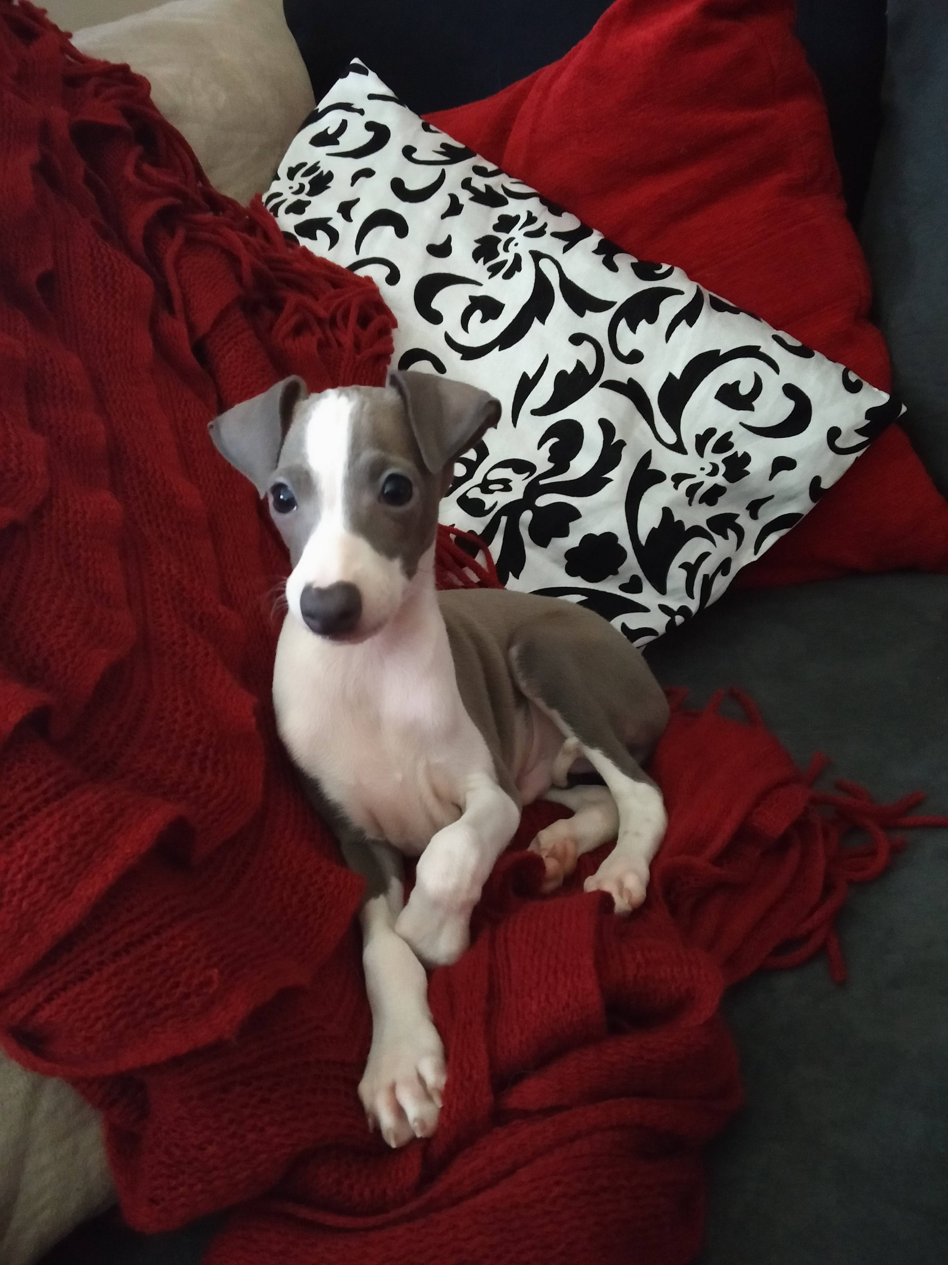 Dobby is our newest addition :) | Scrolller