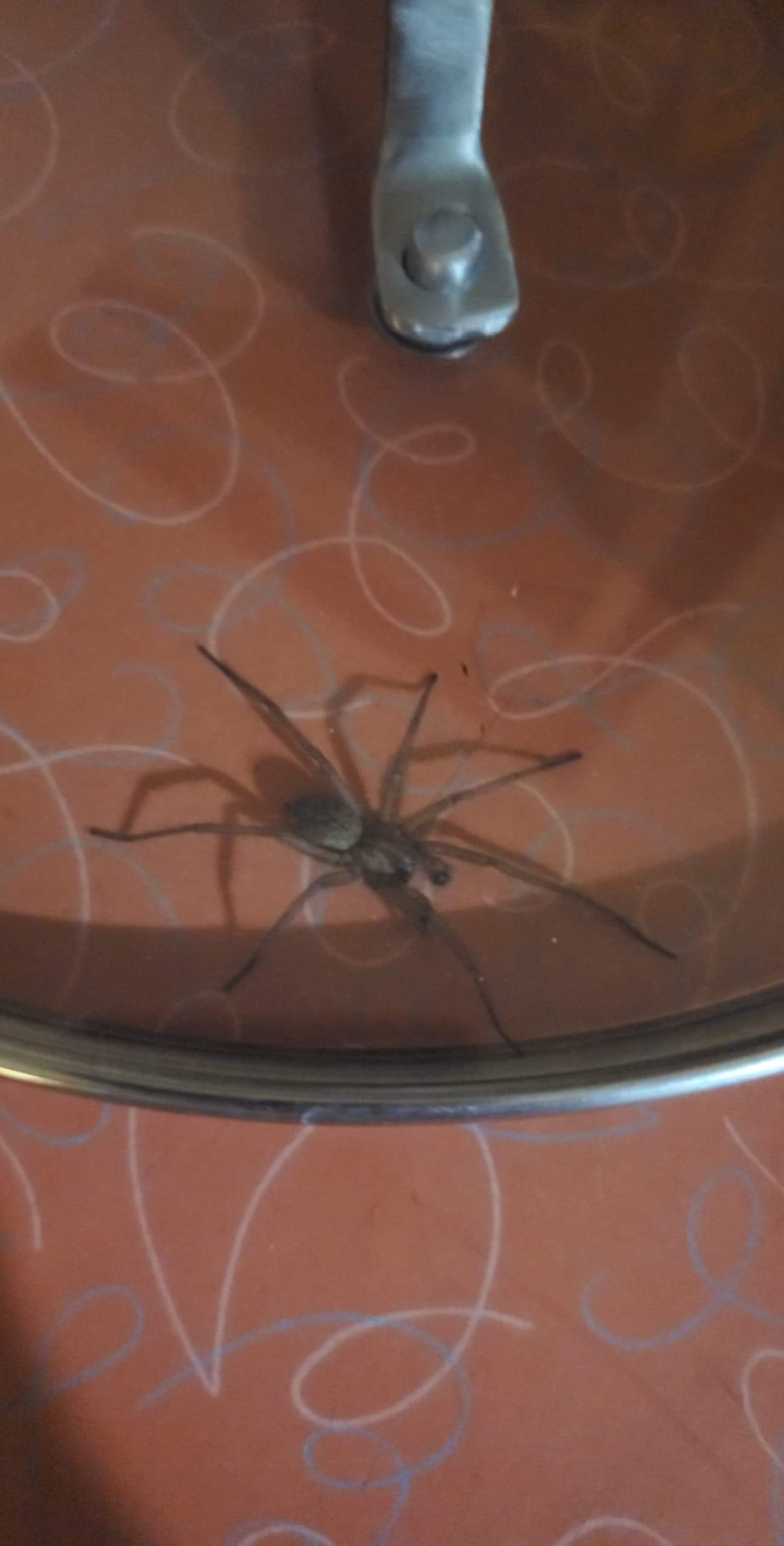 Does anybody know what this is, Its the biggest spider I've ever seen, I live in eastern Oregon ...