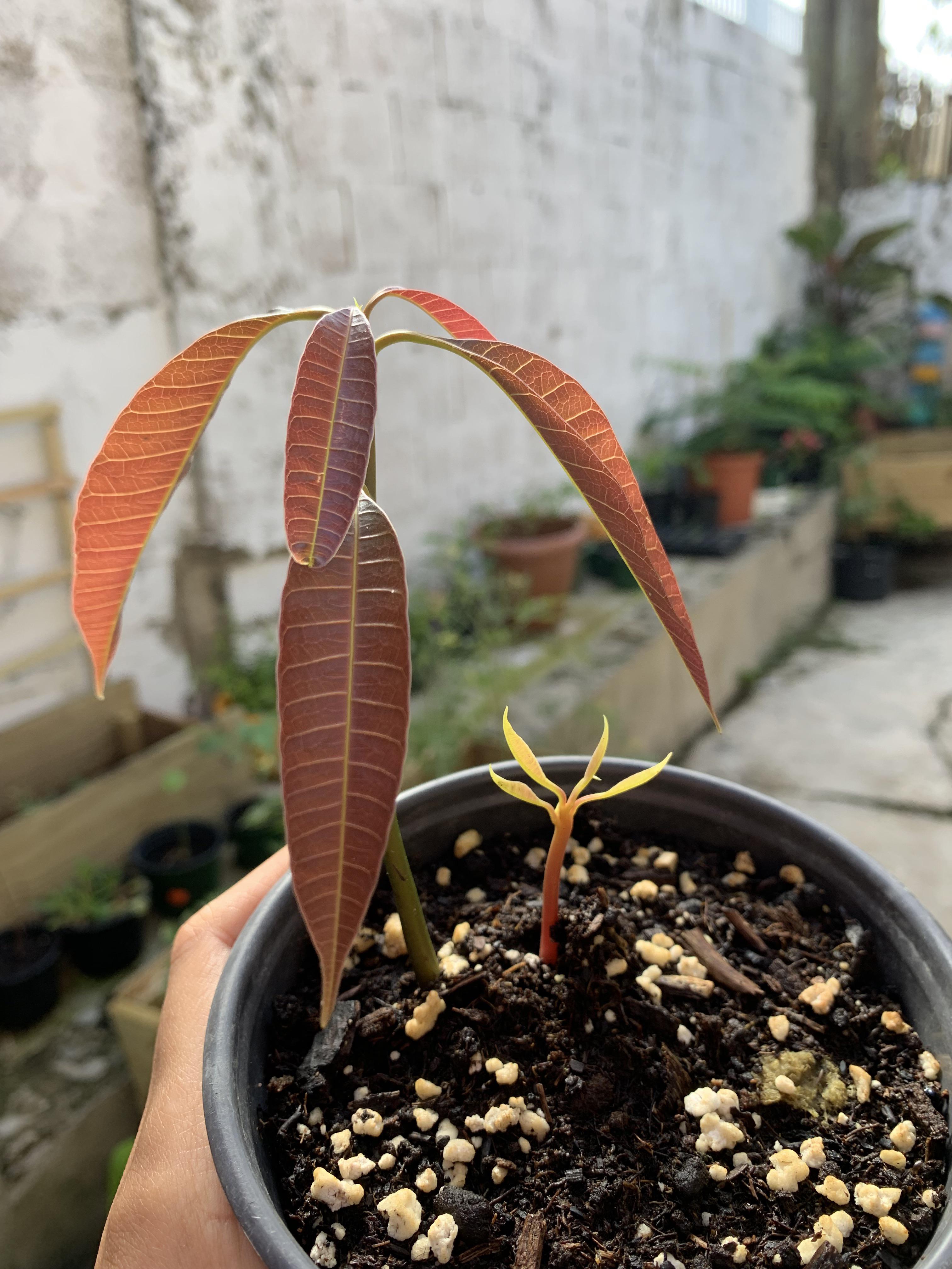 does anyone know why my mango seed sprouted two different heads? | Scrolller