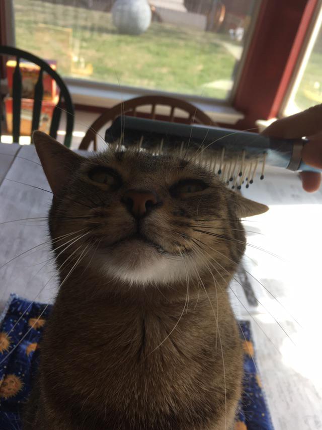 Does brushing count? | Scrolller