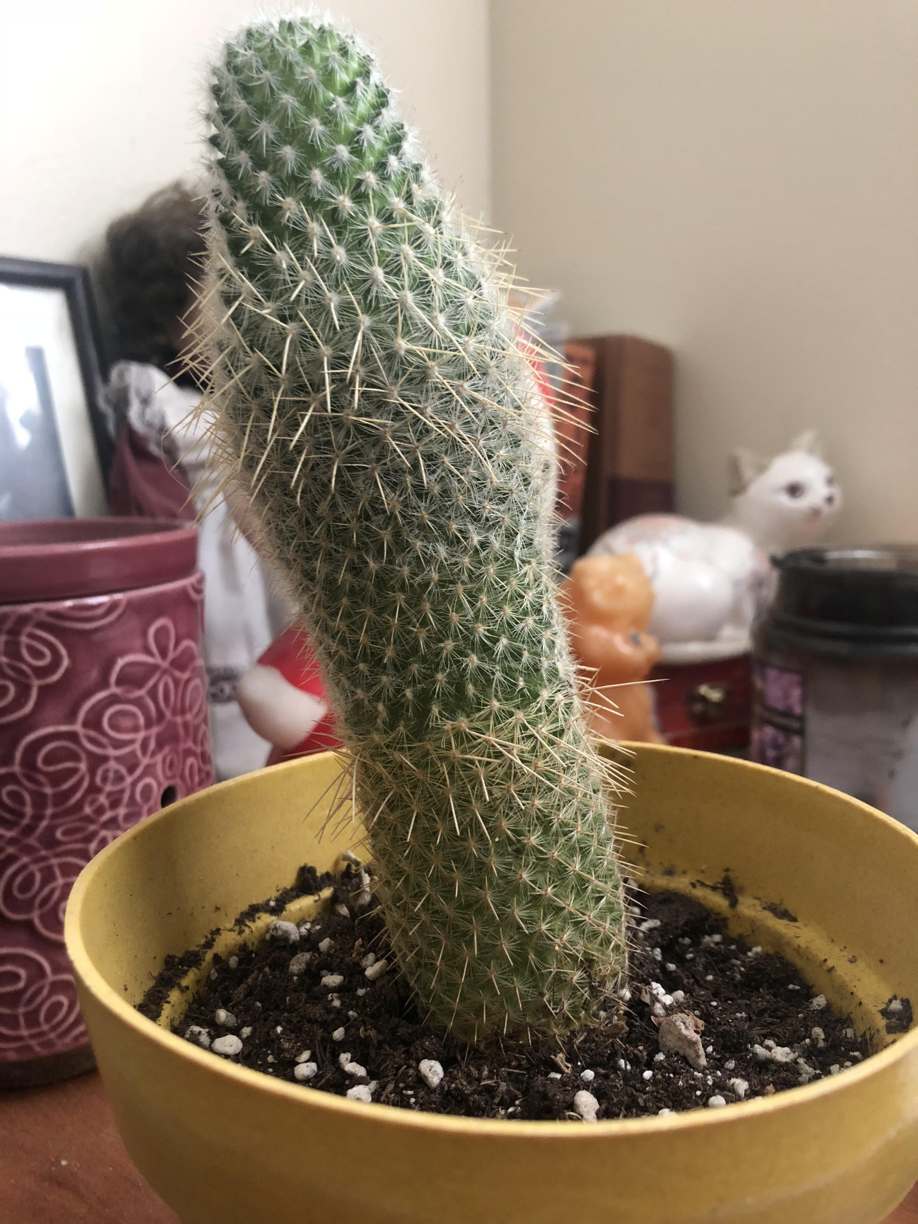 Does my cactus look good health wise? | Scrolller